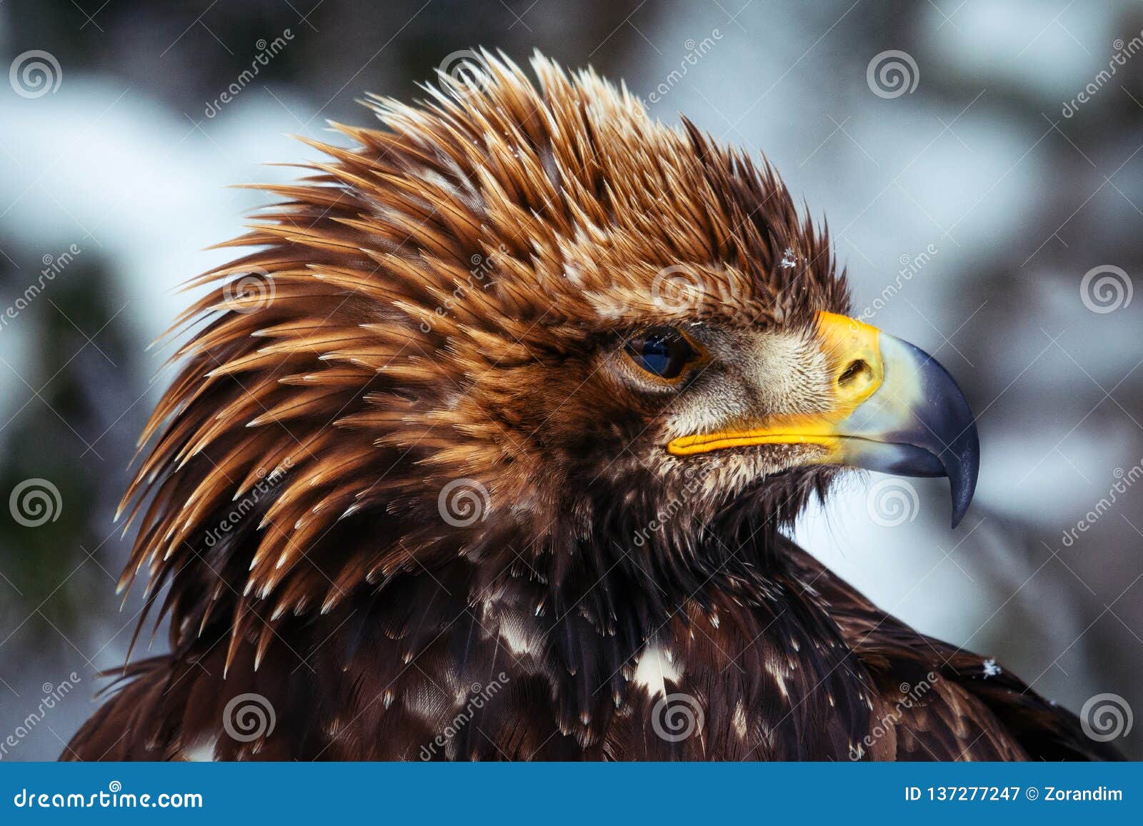 Close Up Head Portrait of a Golden Eagle - Image Stock Image - Image of ...