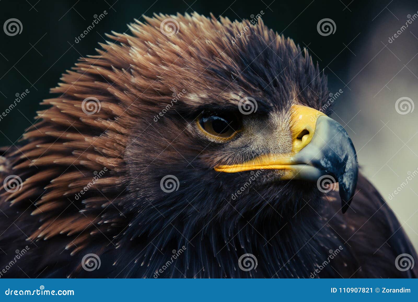 Close Up Head Portrait of a Golden Eagle Stock Image - Image of hunter ...