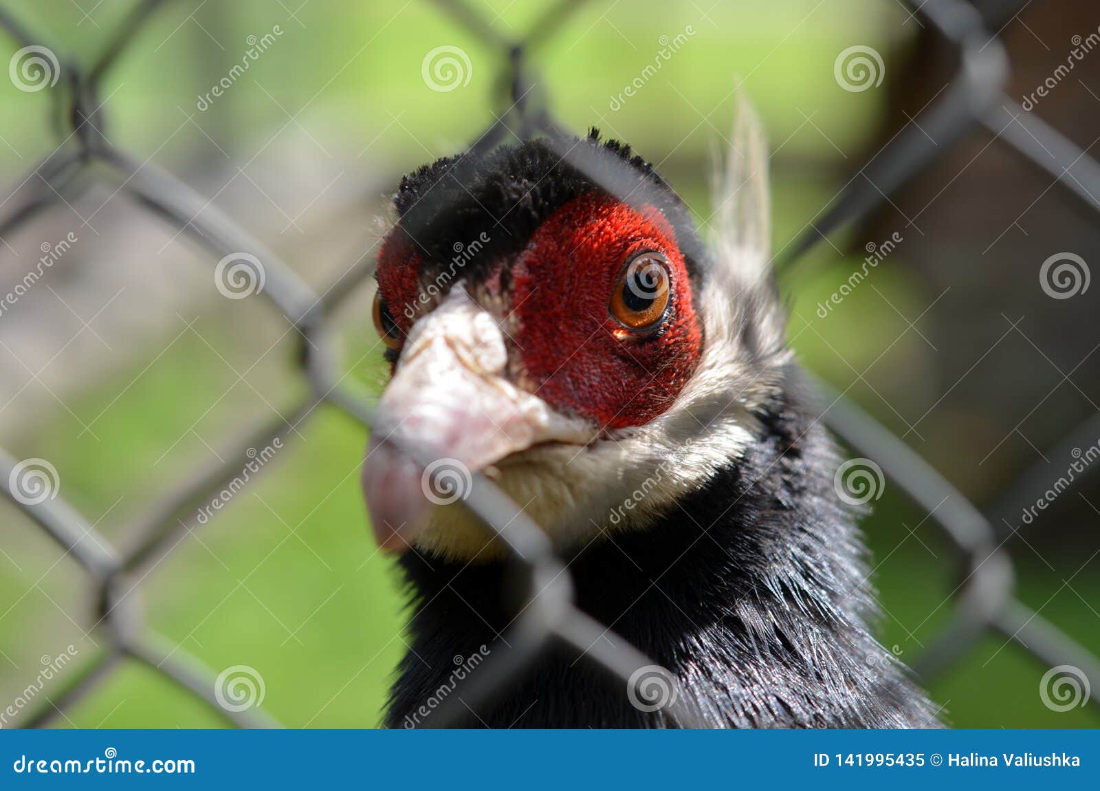 A Close Up Head Portrait of a Male Pheasant Stock Image - Image of ...