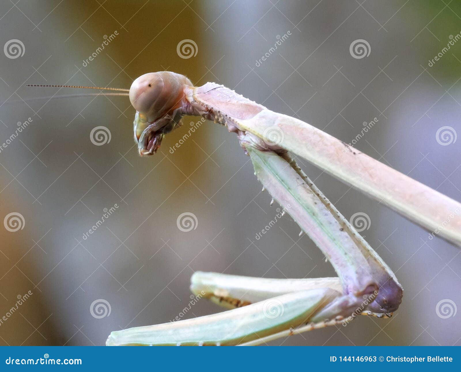 Close Up of the Head of a Praying Mantis Stock Image - Image of insect ...