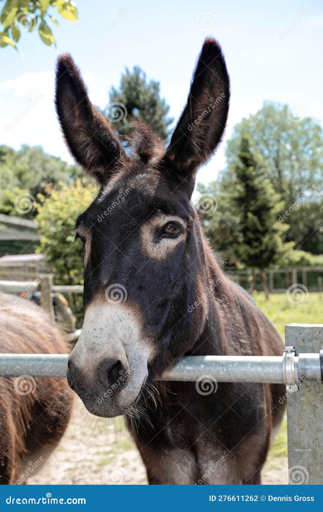 Close-up of a Head of a Pretty Donkey Stock Photo - Image of farm ...