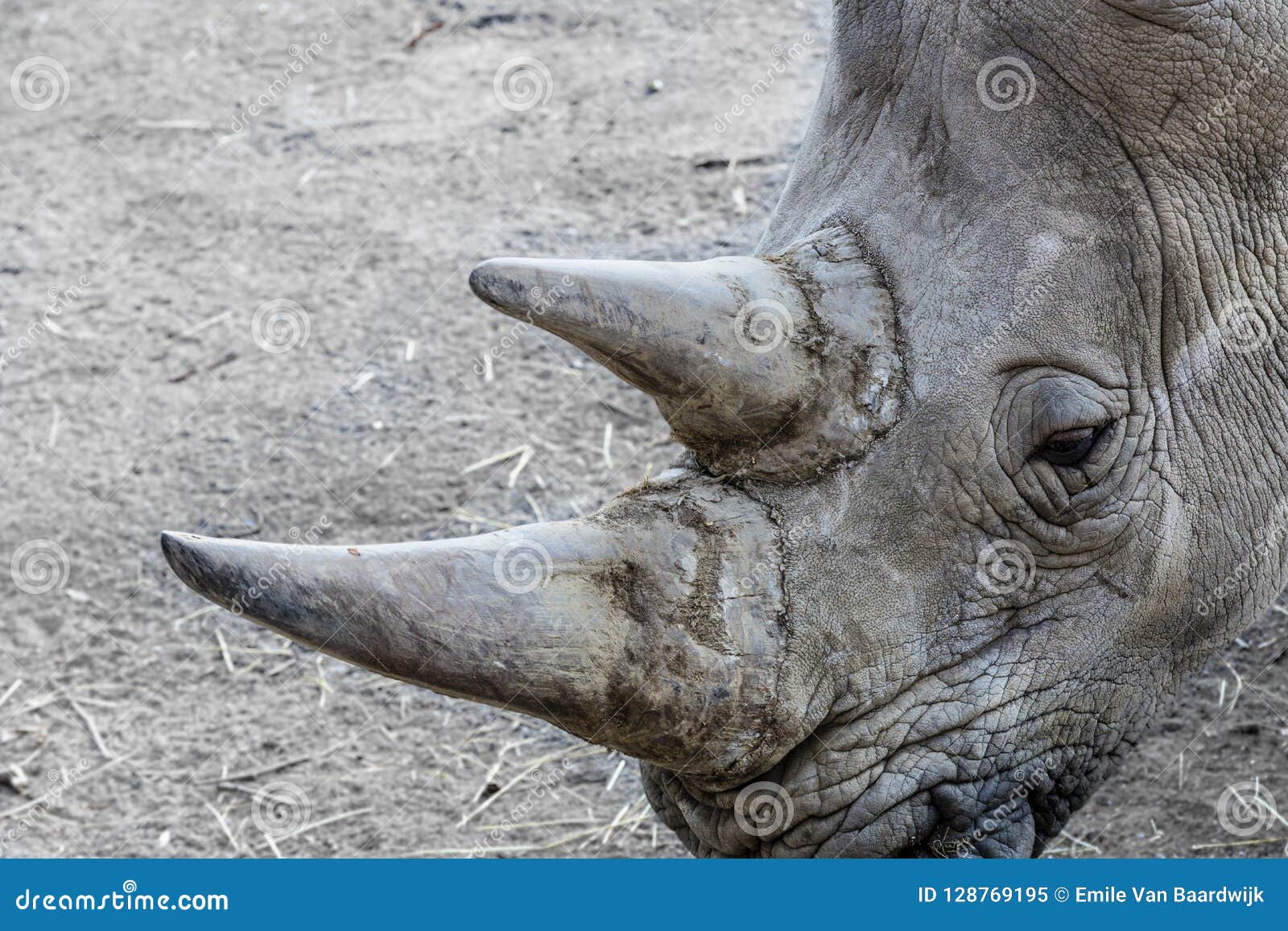 Close Up of the Head of a Rhinoceros Stock Image - Image of outdoor ...