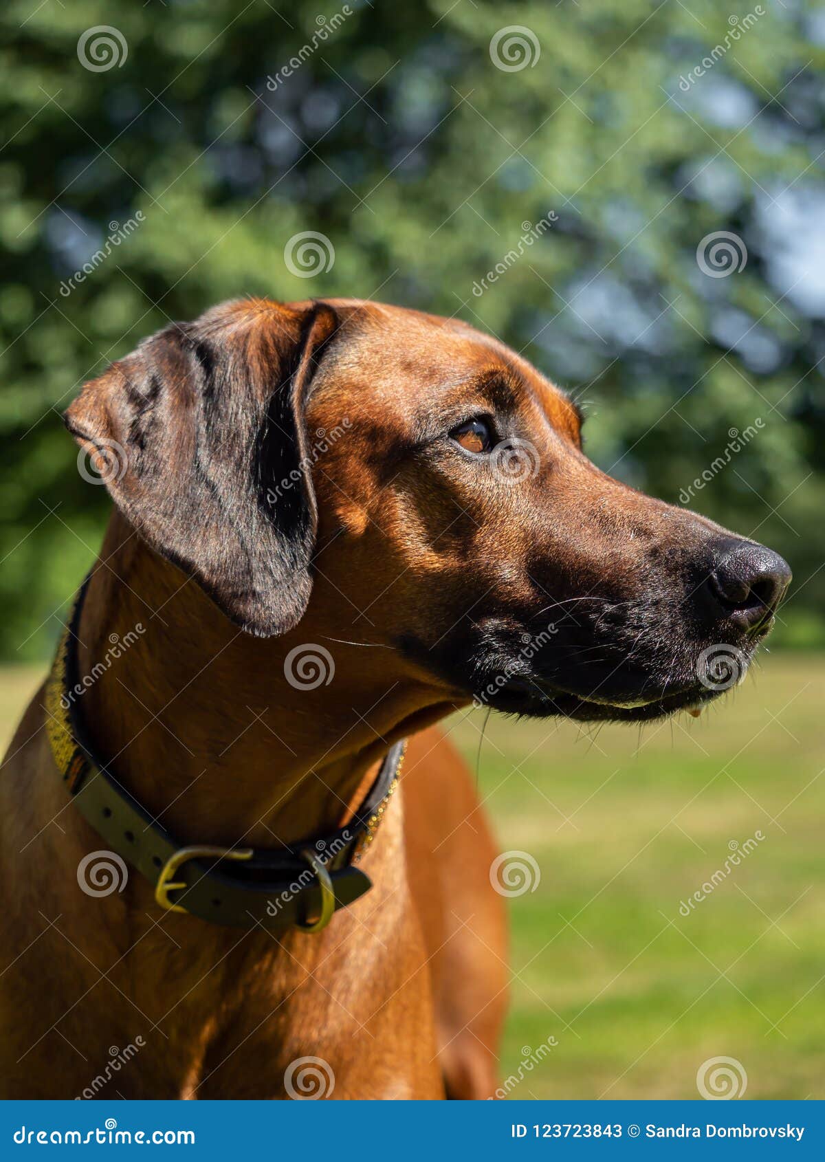Close-up of the Head of a Rhodesian Ridgeback Stock Image - Image of ...