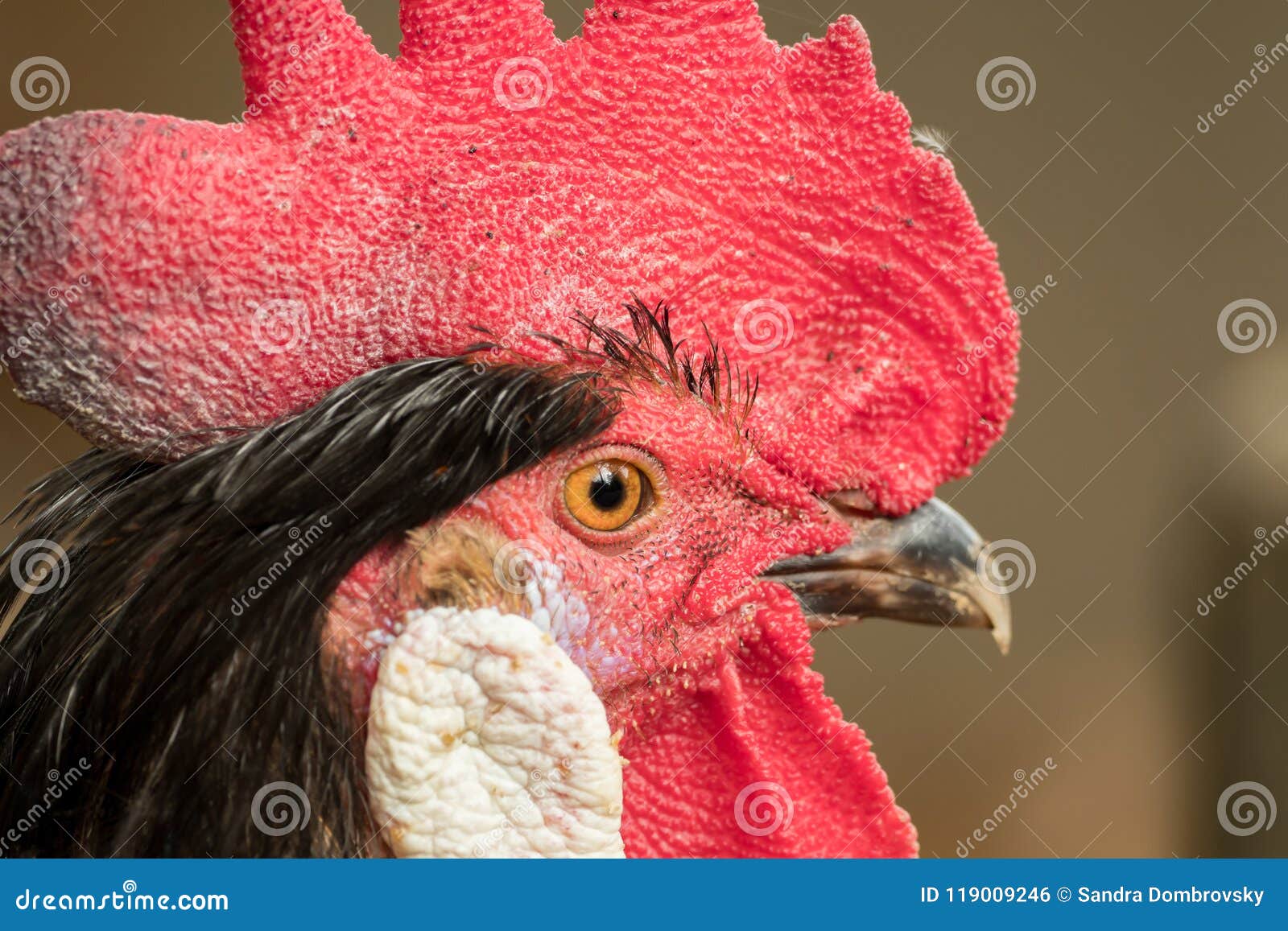 Close-up of the Head of a Rooster Stock Photo - Image of male, colorful ...