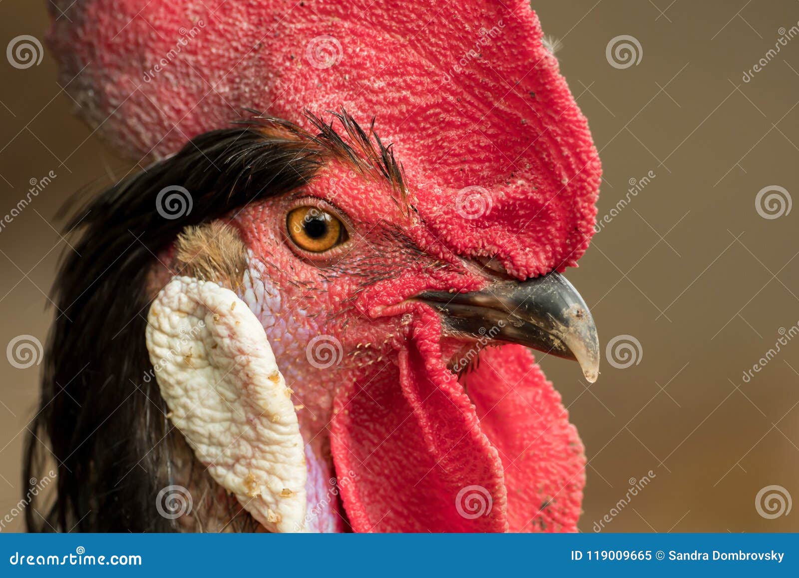 Close-up of the Head of a Rooster Stock Image - Image of beautiful ...