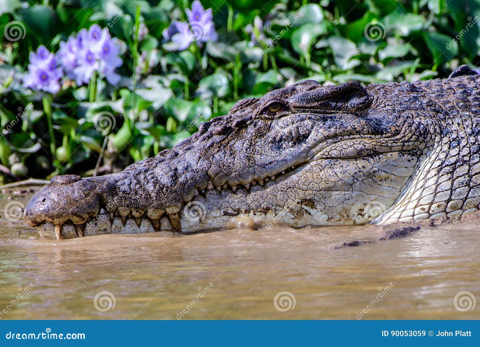 Close Up Saltwater Crocodile,queensland,australia Stock Image ...