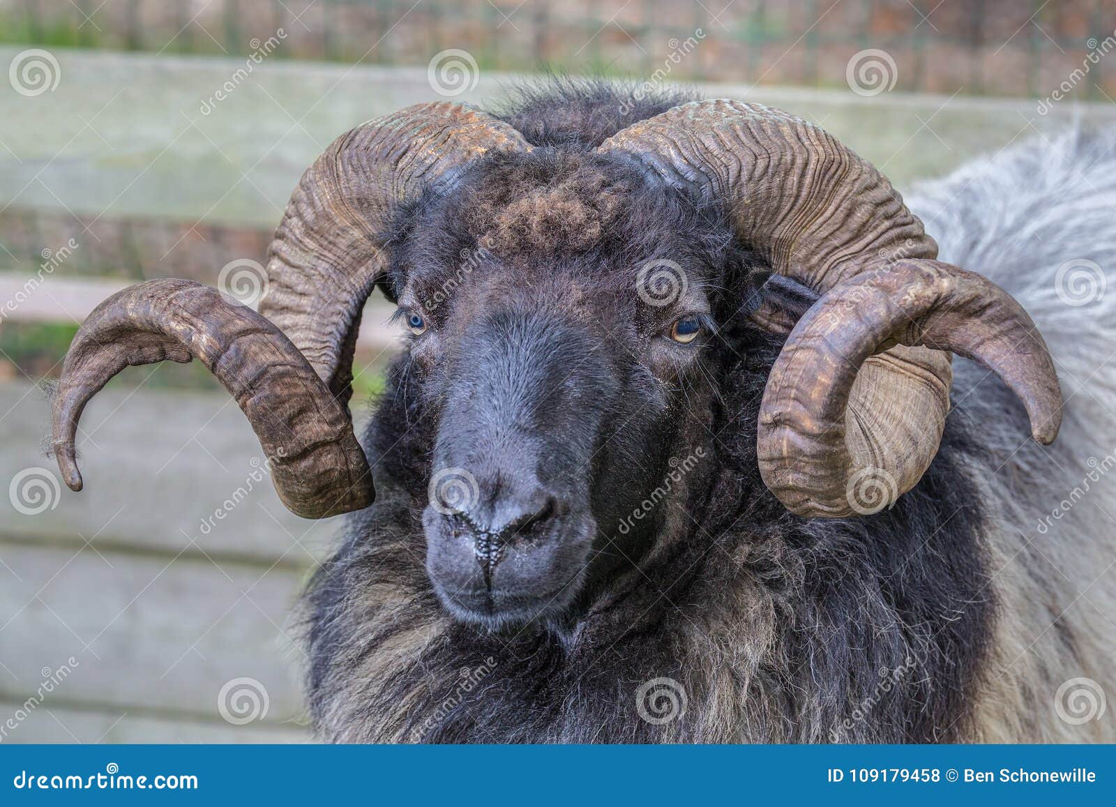Close Up Head of Sheep with Horns Stock Photo - Image of impressive ...
