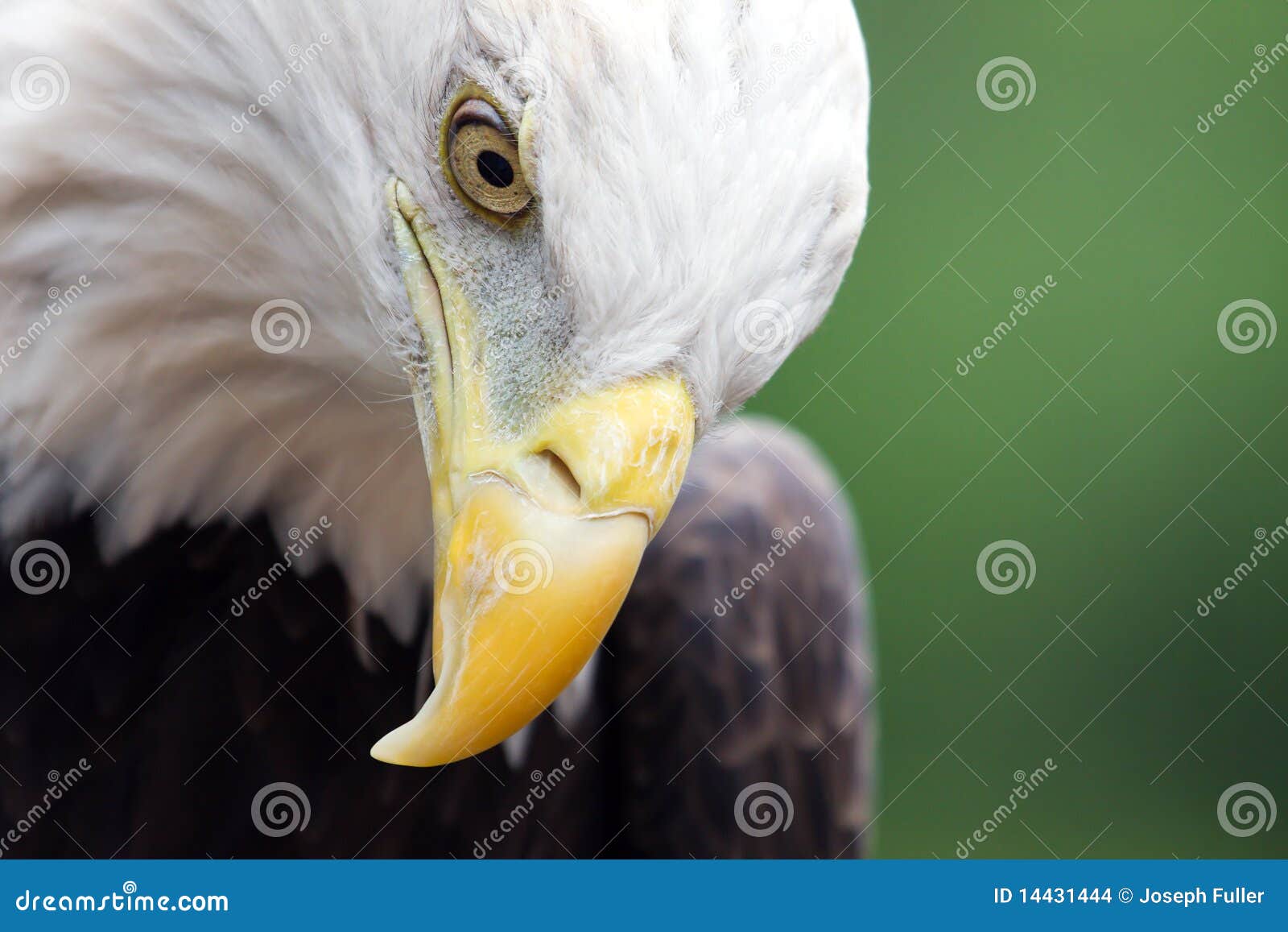 Close Up Head Shot of a Bald Eagle Stock Photo - Image of animal ...
