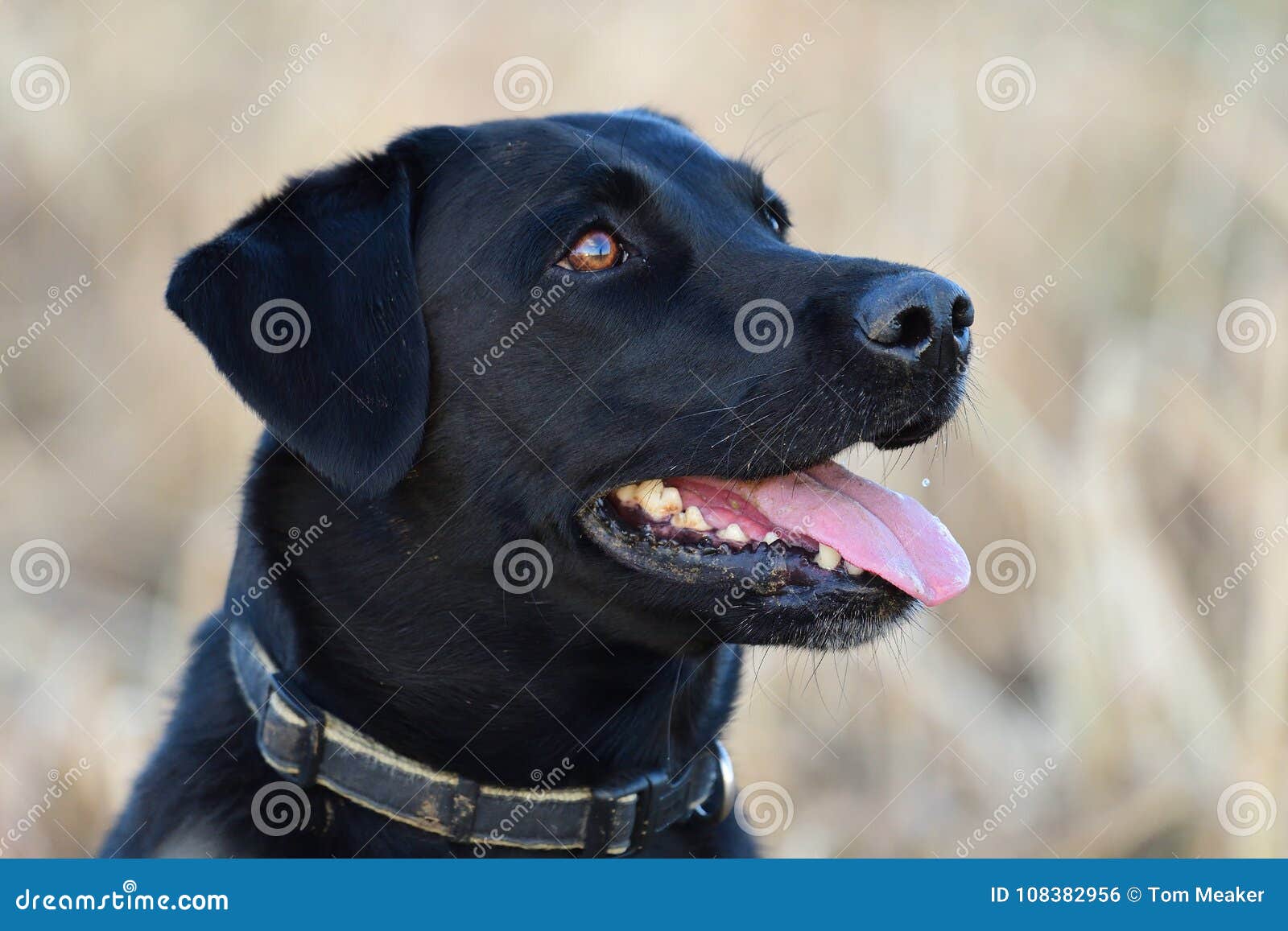 Black Labrador head shot stock photo. Image of purebred - 108382956