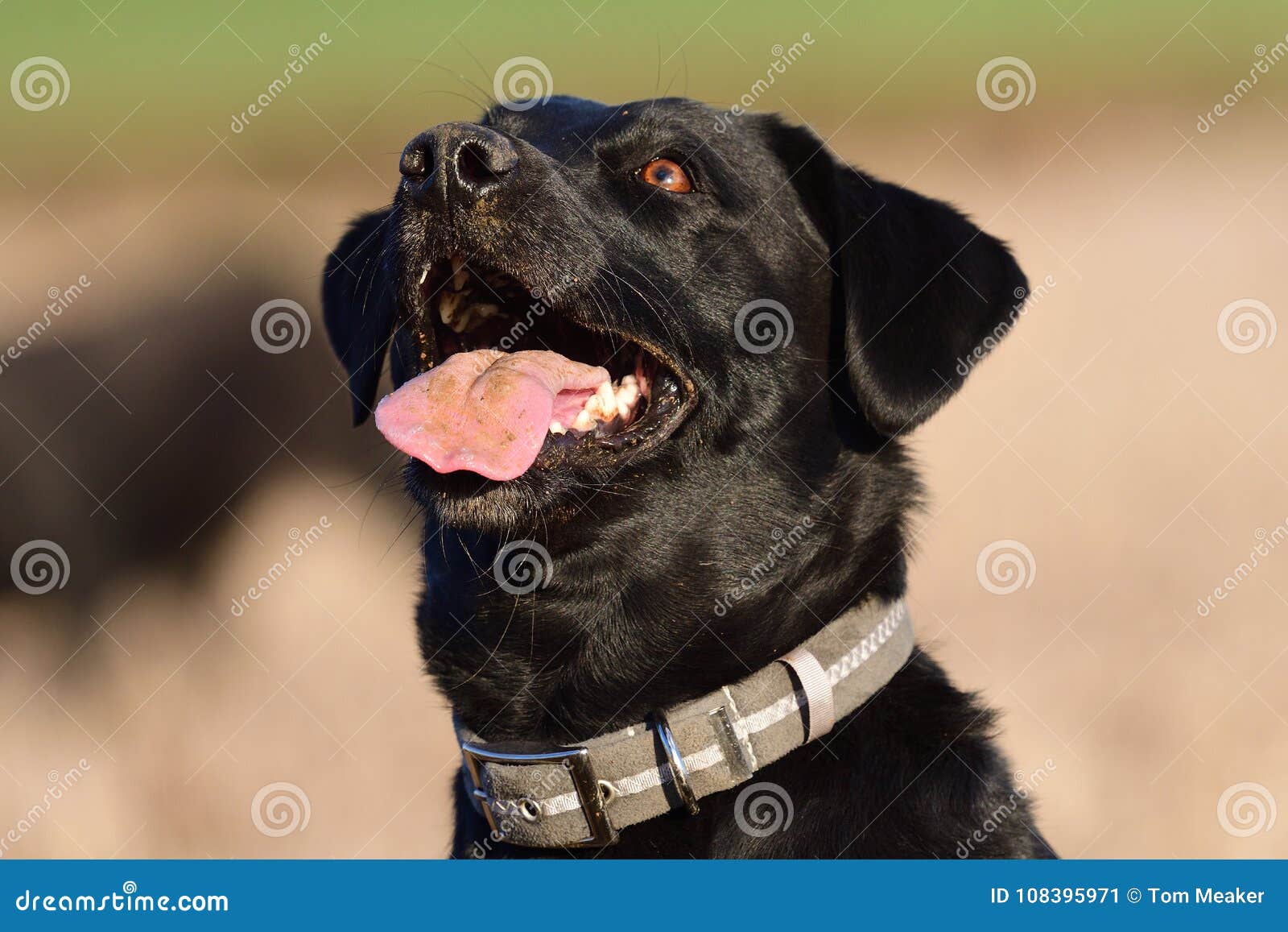 Black Labrador head shot stock image. Image of animals - 108395971