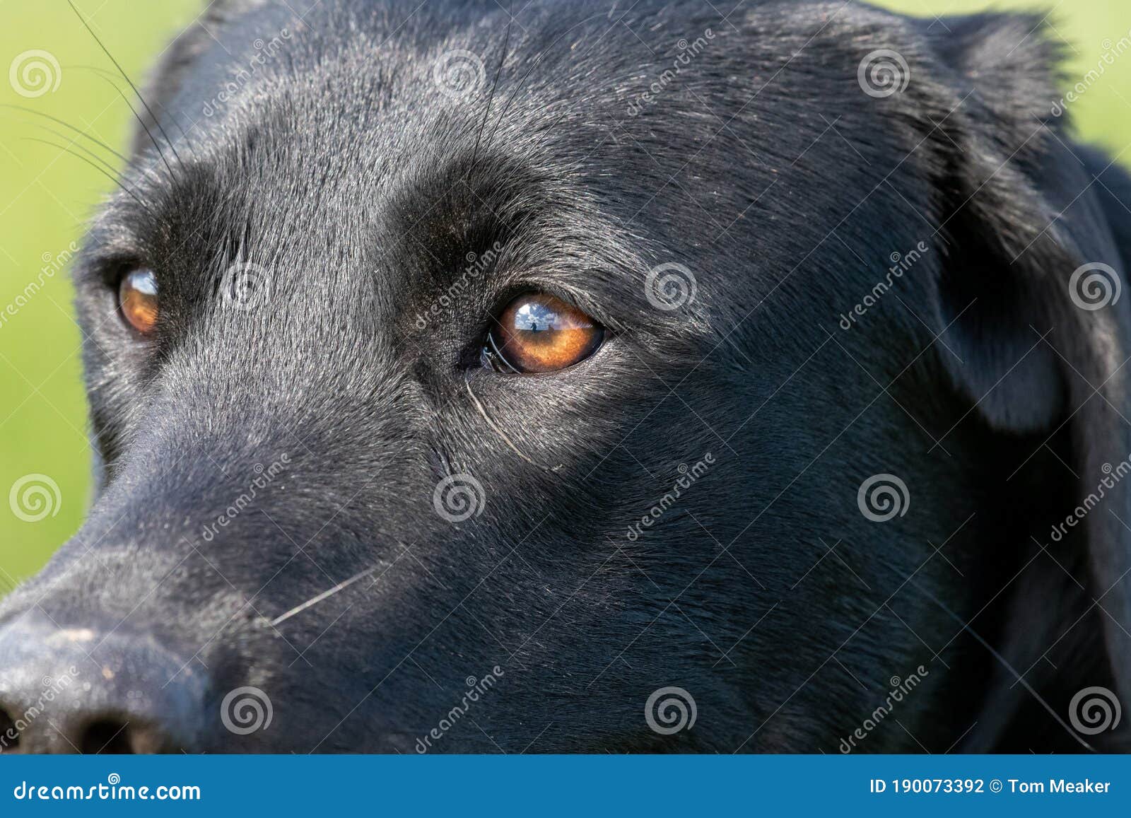 Black Labrador stock photo. Image of labrador, outdoor - 190073392
