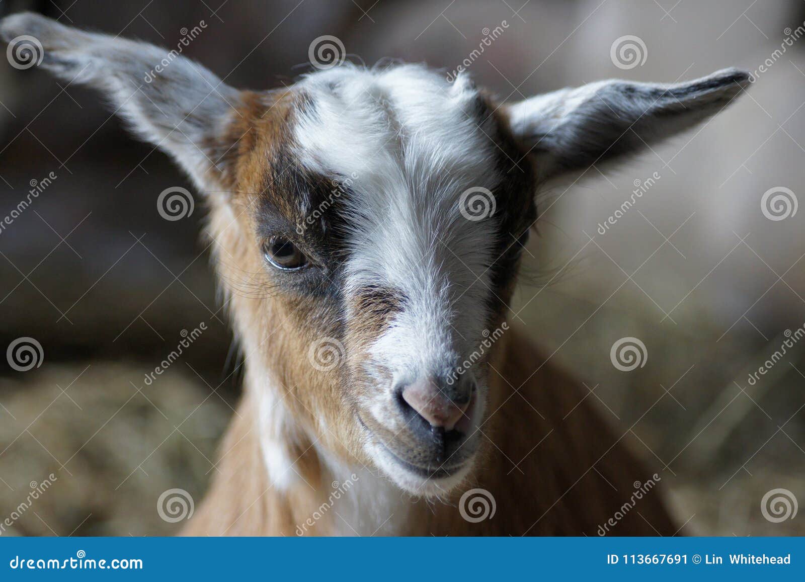 Close up of young goat. stock image. Image of baby, animal - 113667691
