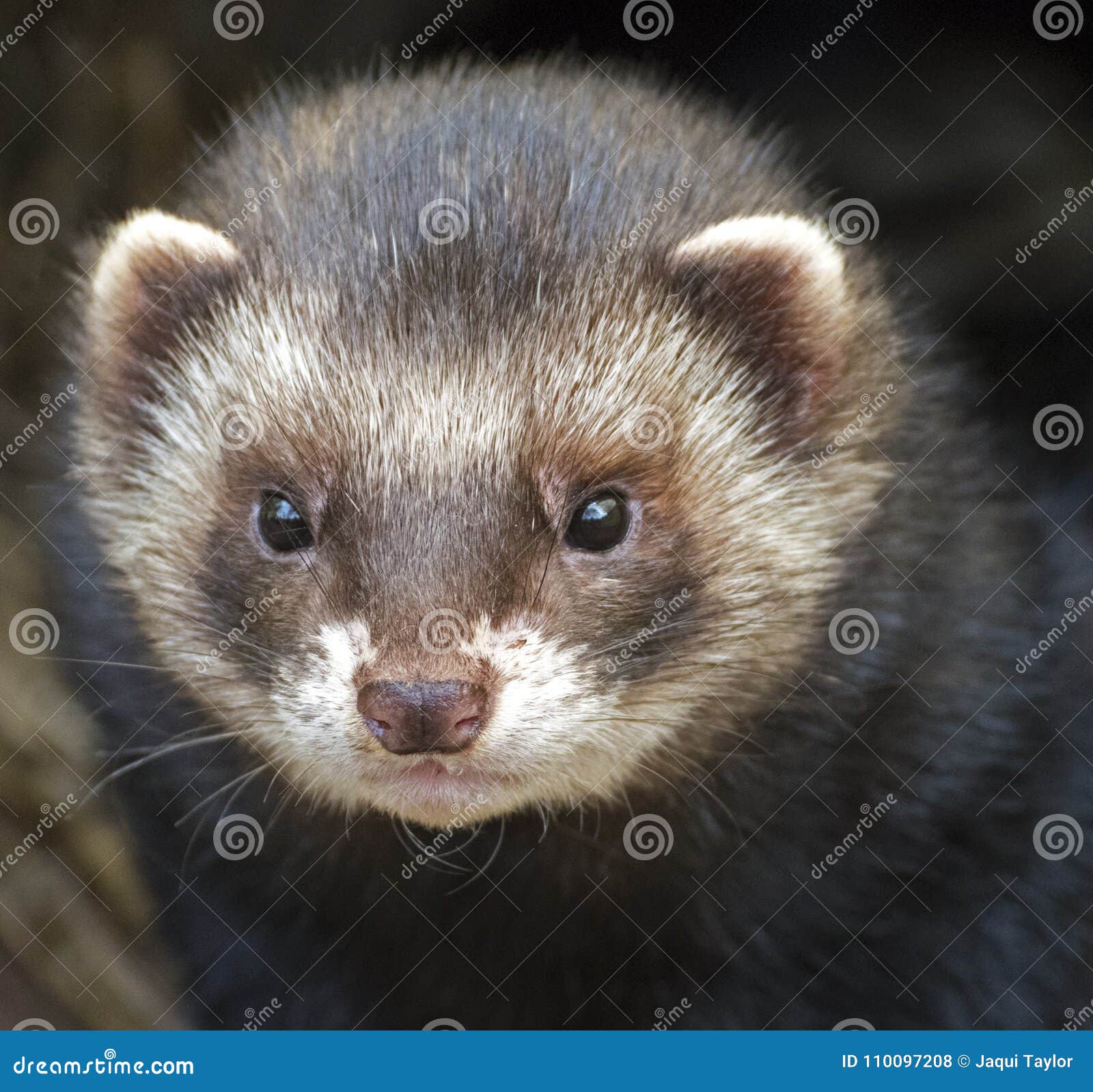 A pole cat stock photo. Image of close, brown, small - 110097208