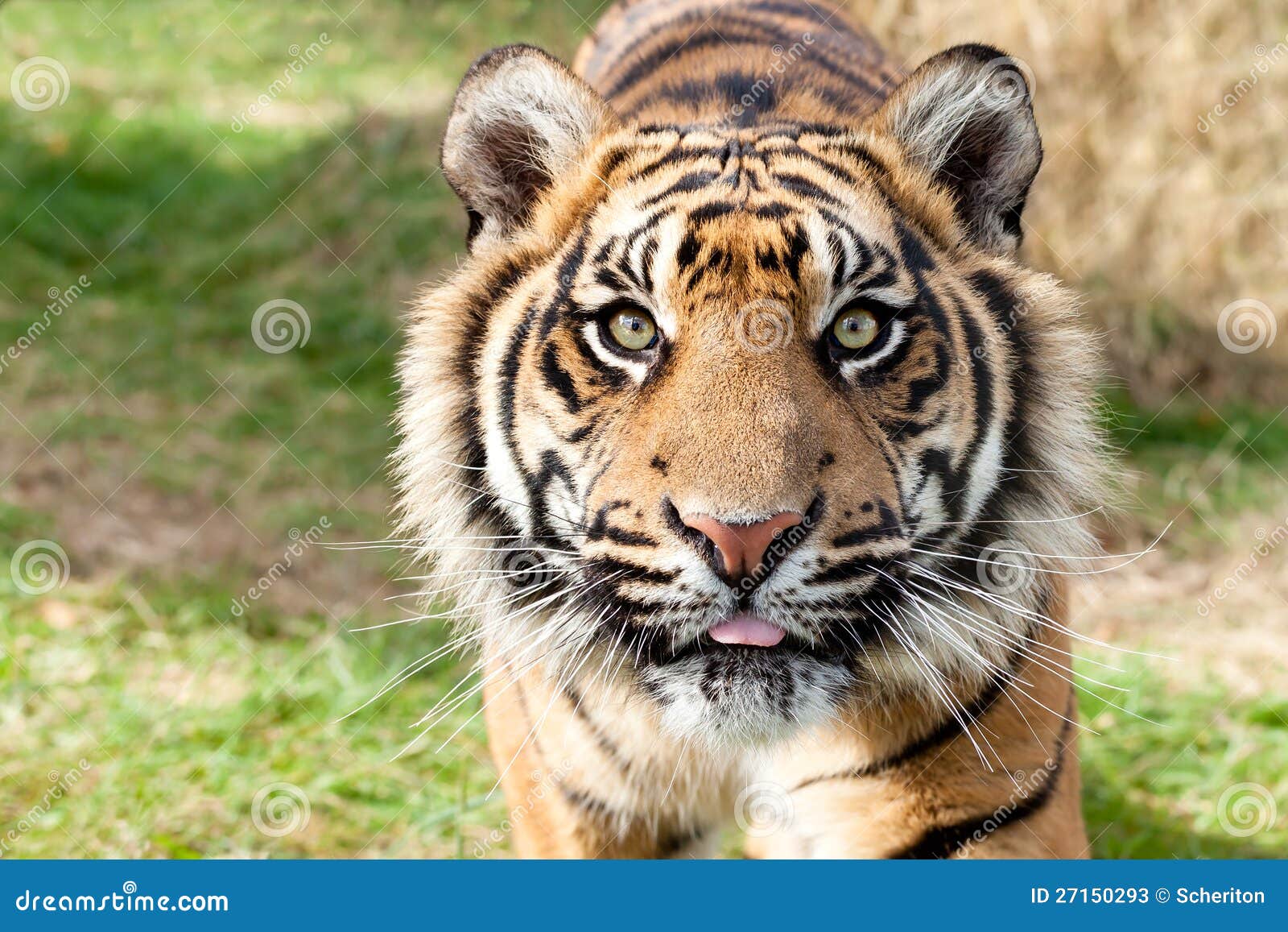 Close Up Head Shot of Sumatran Tiger Stock Image - Image of beast ...