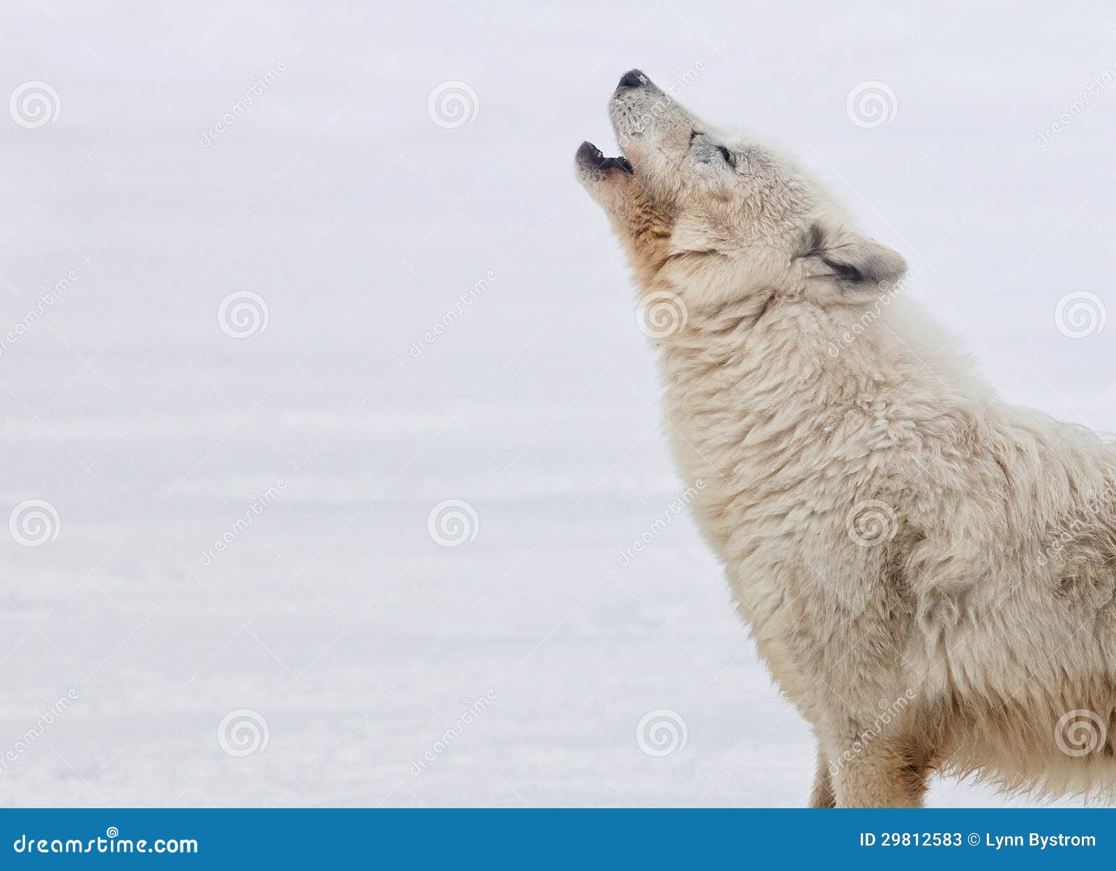 Wolf howling stock image. Image of arctic, animal, white - 29812583