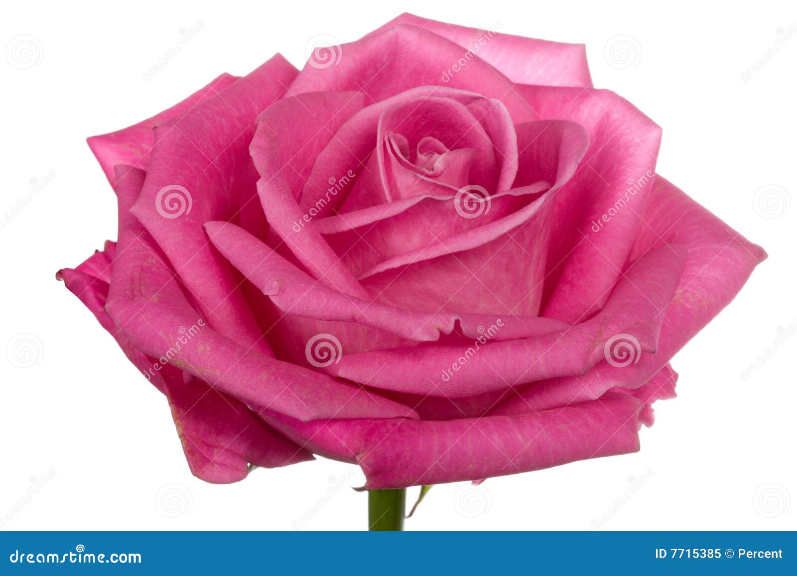 Close-up Head of Single Pink Rose Isolated Stock Image - Image of ...