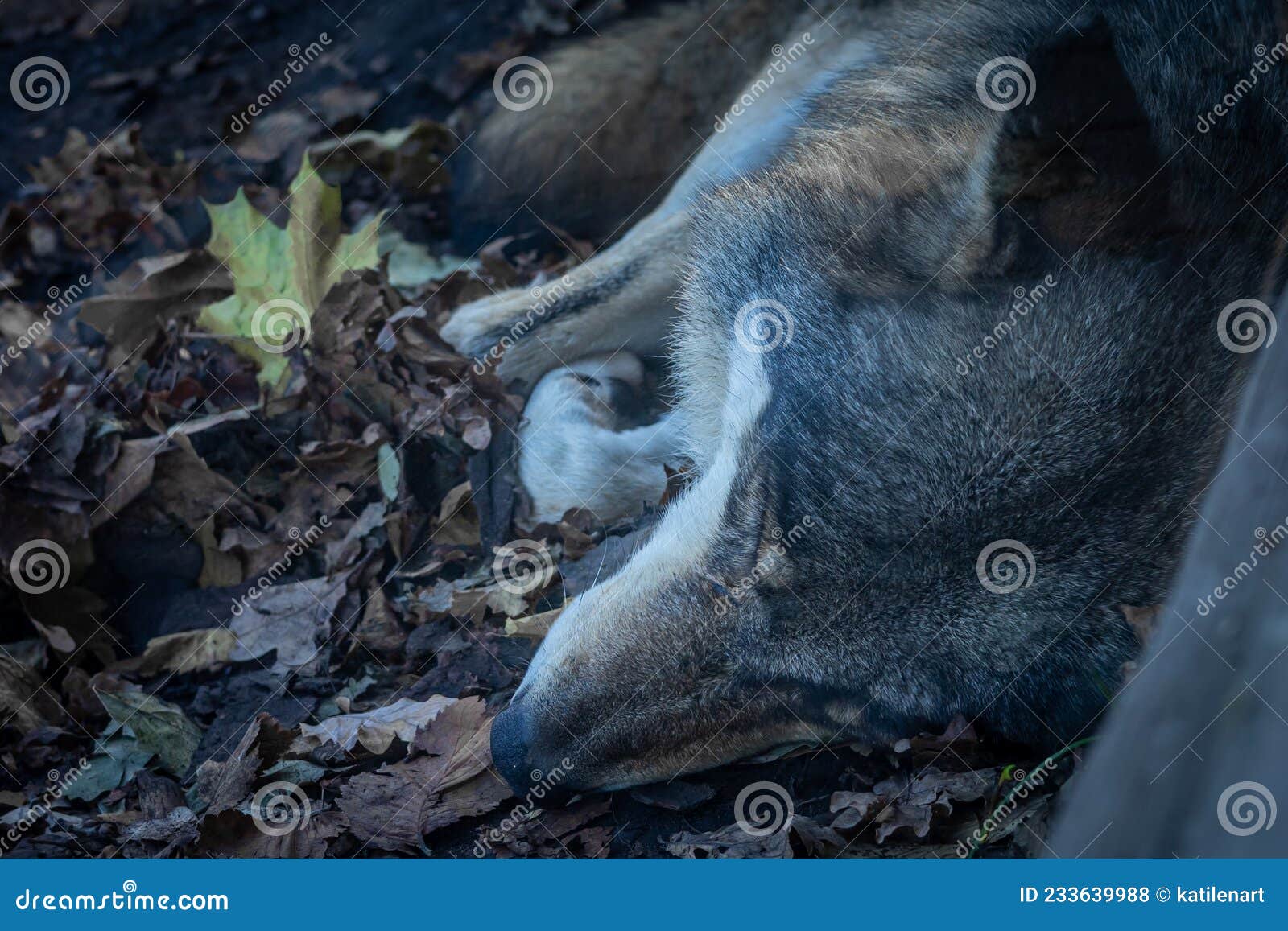 A, Portrait of a Sleeping Grey Wolf. Stock Photo - Image of wildlife ...