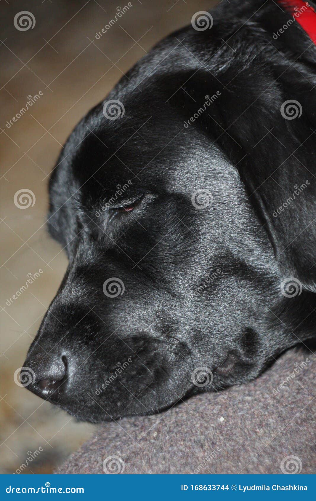 Sleeping Labrador stock photo. Image of black, close - 168633744