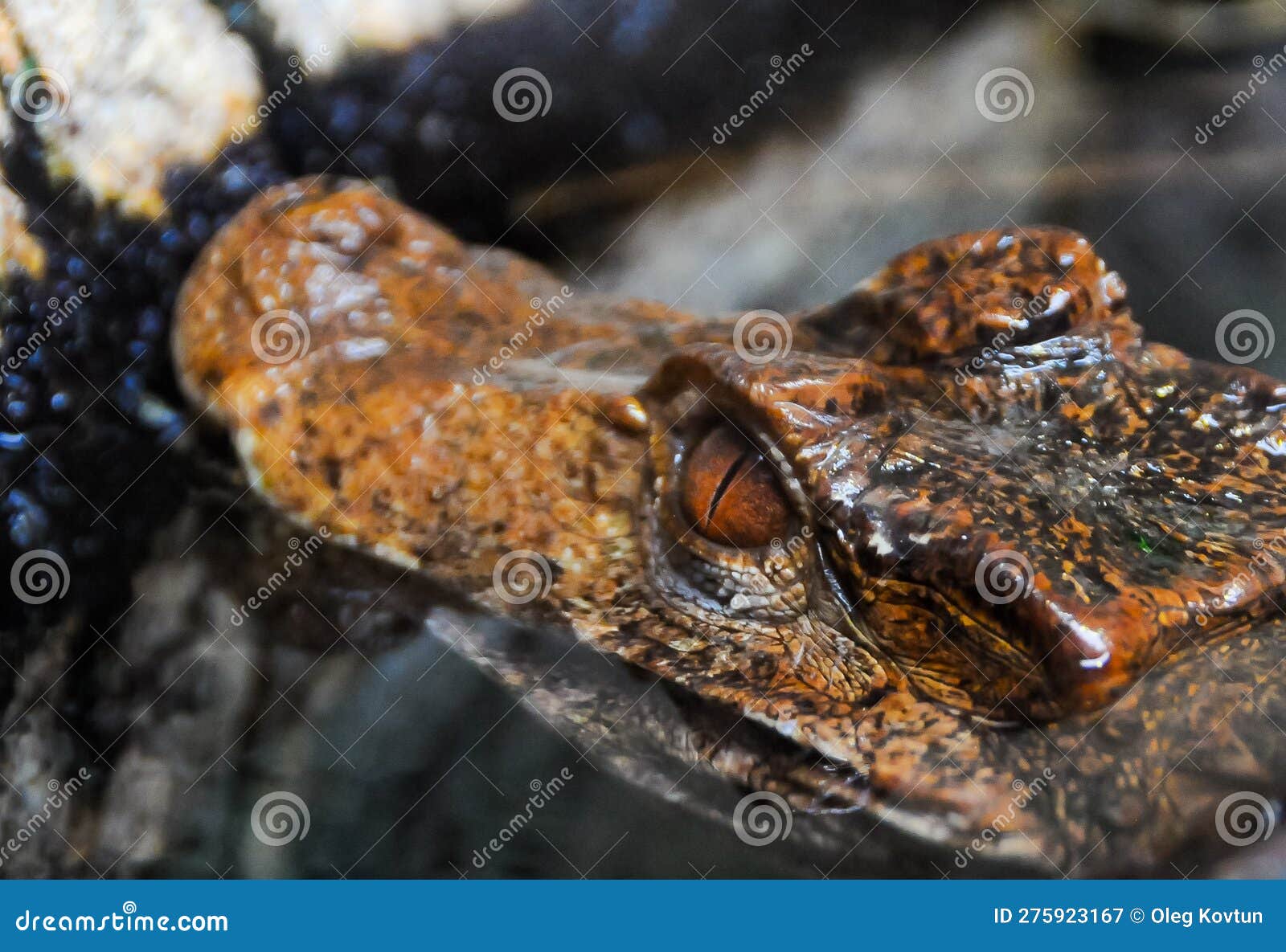 Close-up, Head of a Small Alligator in a Terrarium Stock Image - Image ...