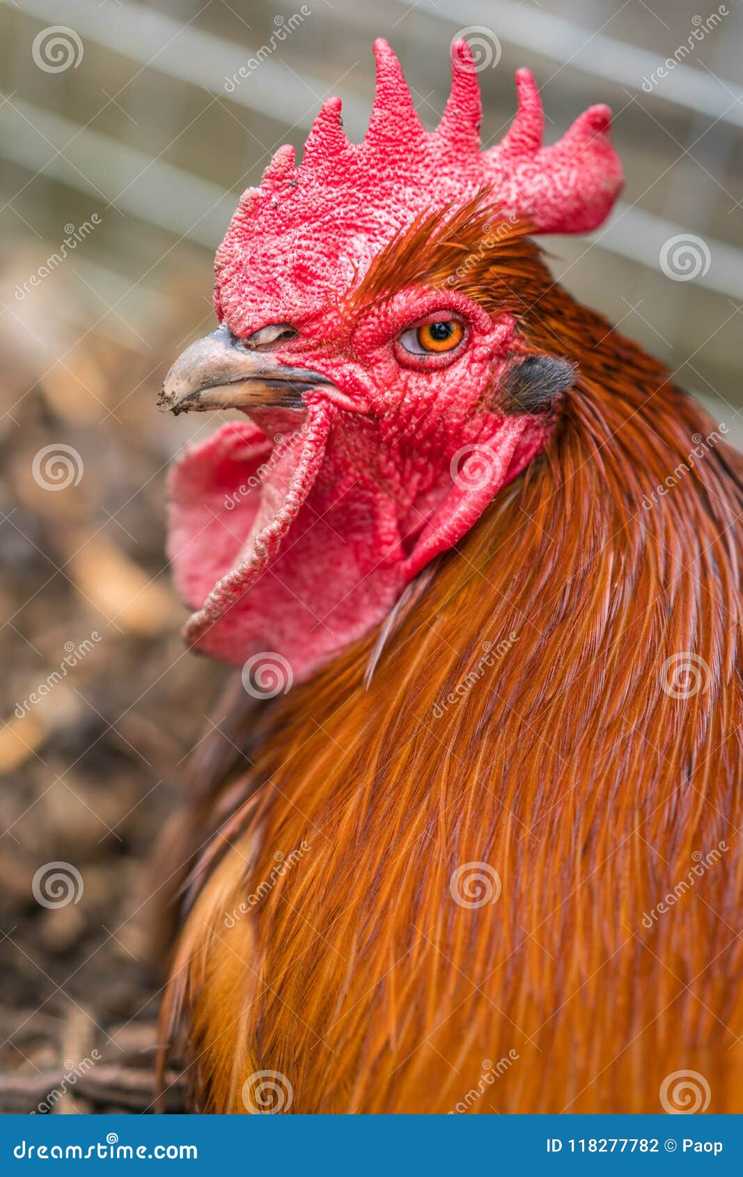 Close up of a chicken head stock photo. Image of breeding - 118277782