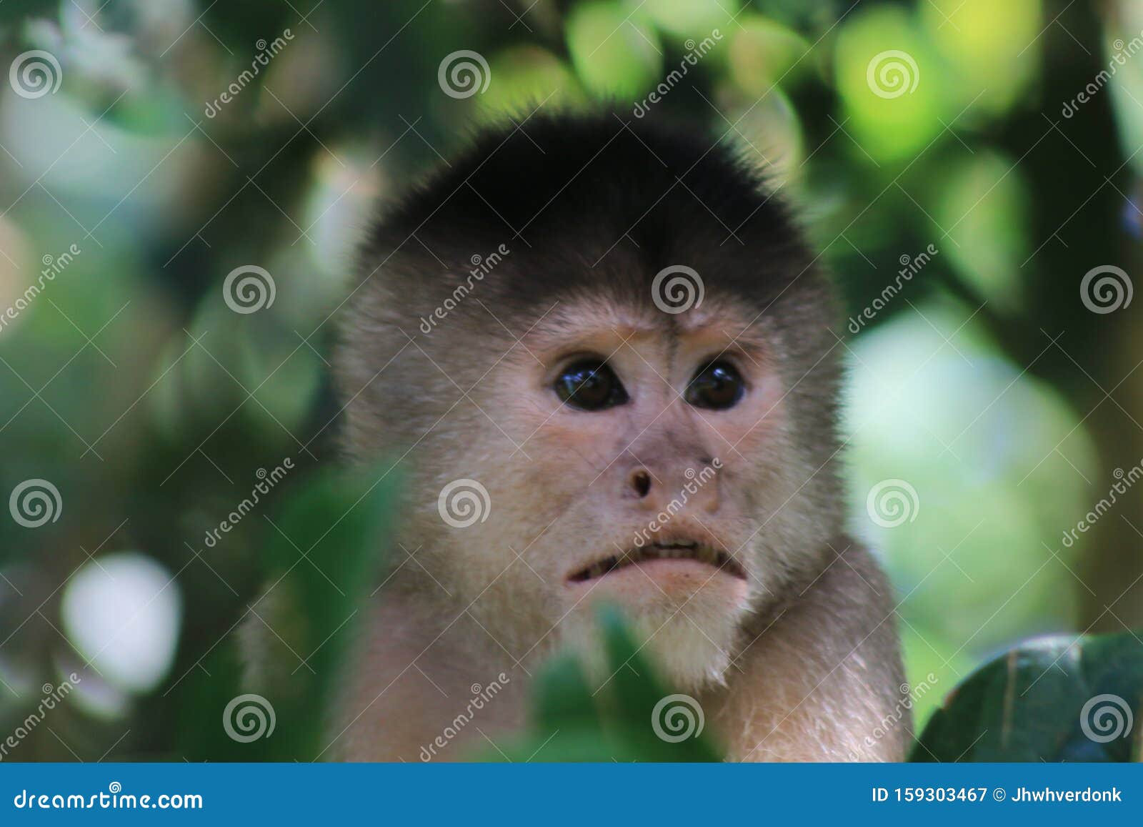 Close Up of the Head from a Suprised Capuchin Monkey, Cebus Albifrons ...