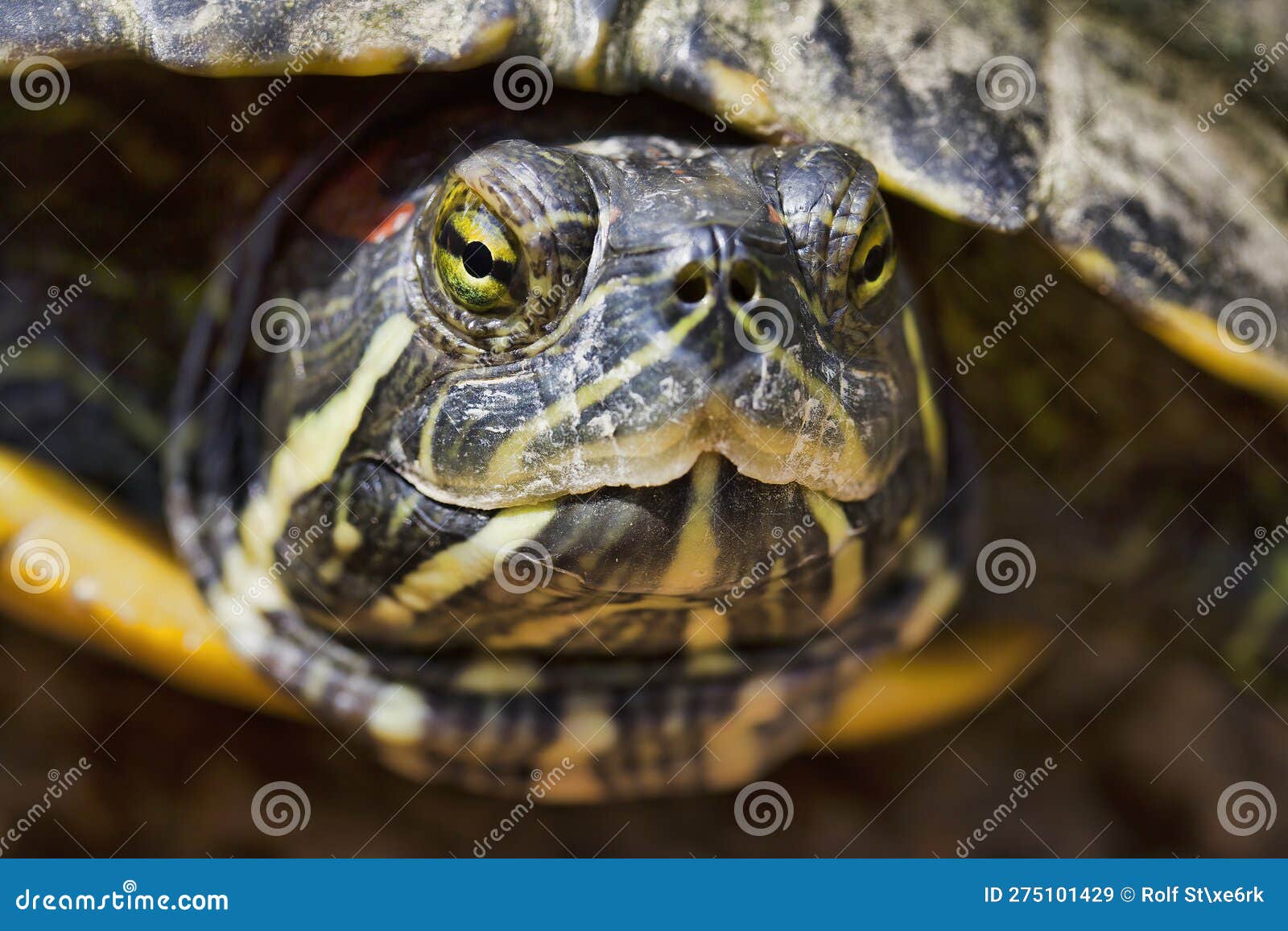 Close-Up of the Head of a Terrapin Turtle Stock Image - Image of face ...