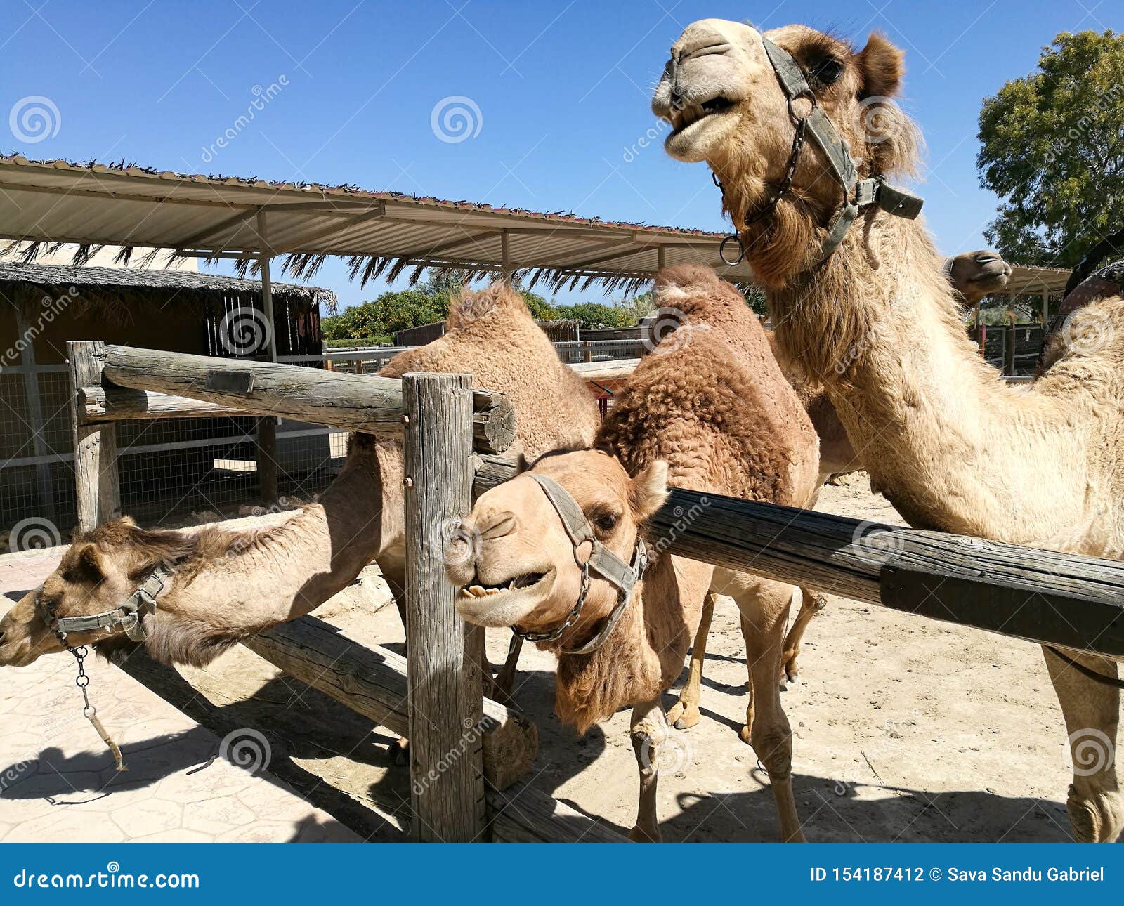 Three Dromedary, Also Called Arabian Camel in a Zoo Park during Summer ...