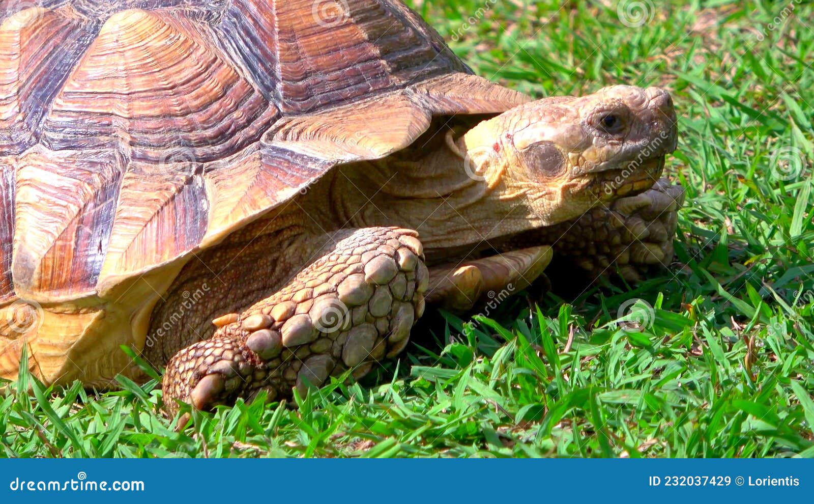 A Close-up on the Head of a Turtle Stock Image - Image of character ...