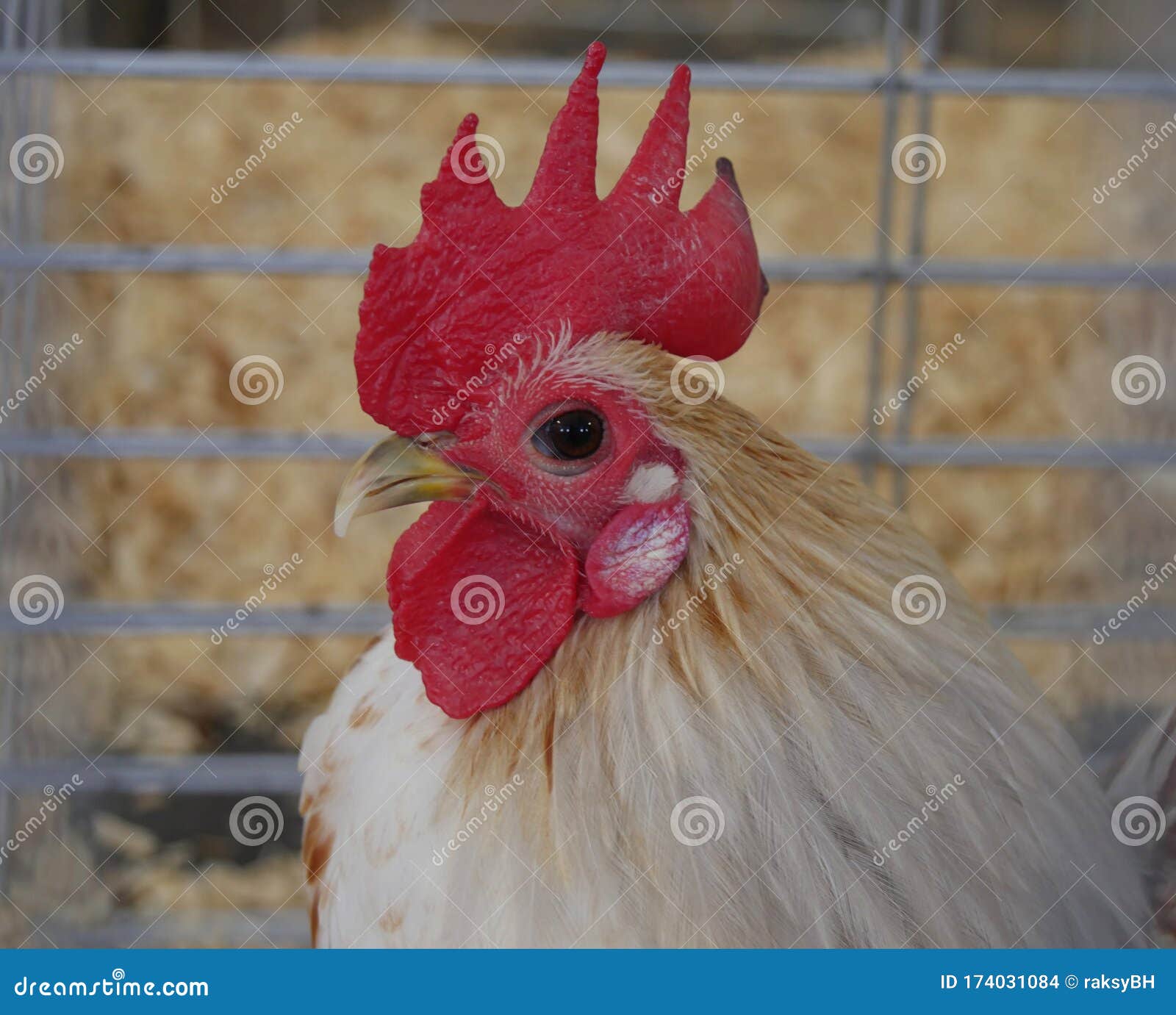 Close Up of the Head of a White Rooster Stock Photo - Image of life ...