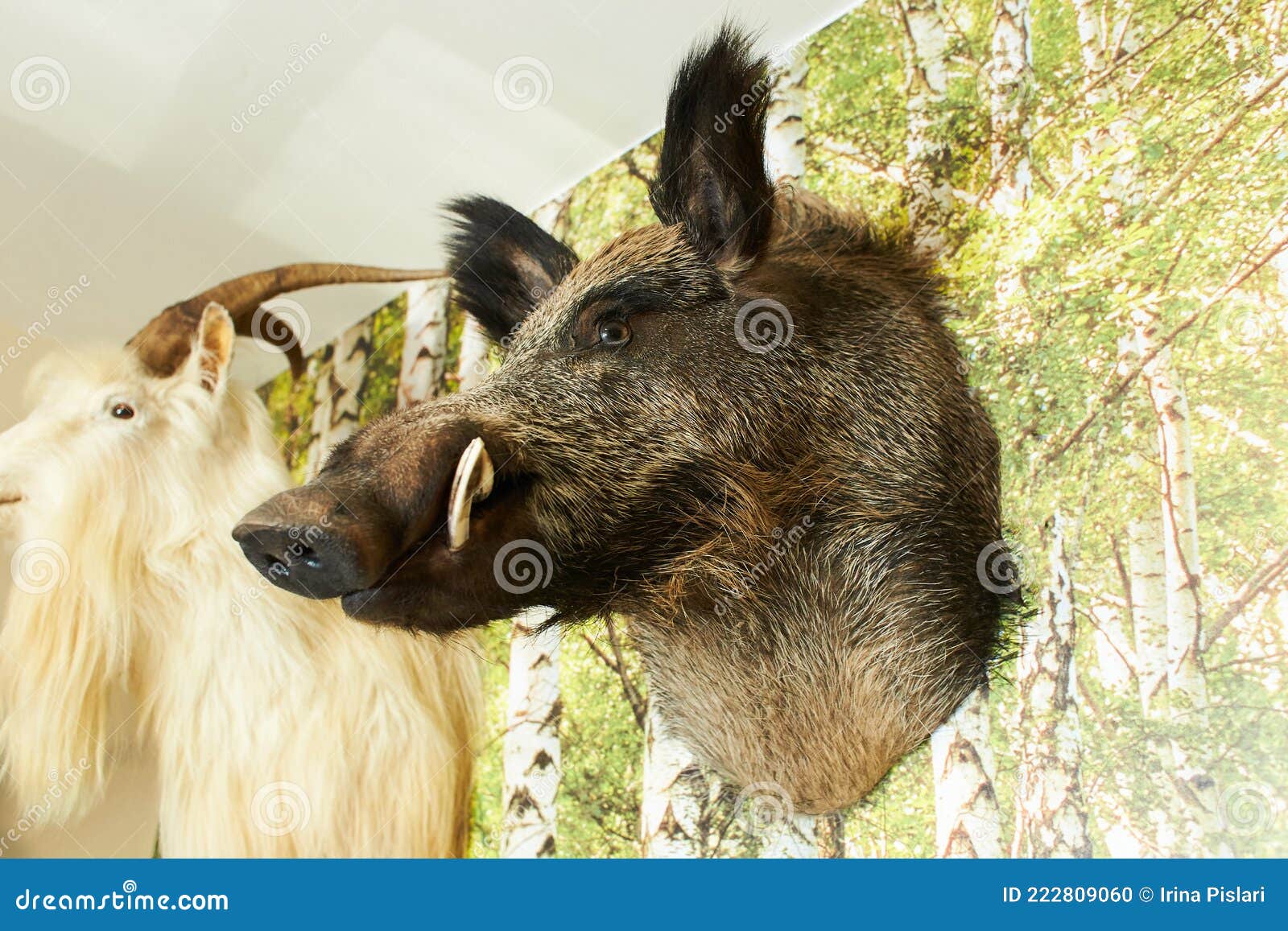 Close-up of Head of Wild Boar Trophy on the Wall. Stock Photo - Image ...