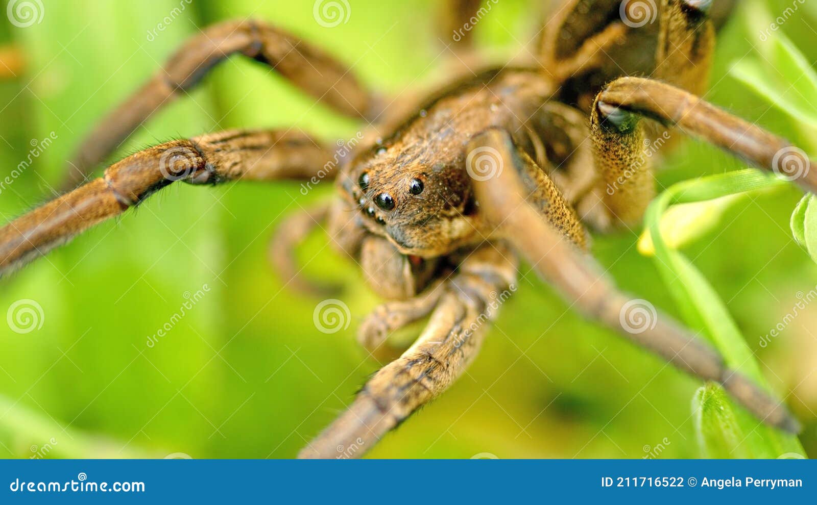 Close up of a wolf spider stock photo. Image of wolf - 211716522