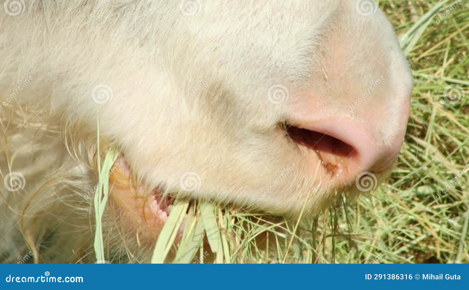 Close-up of the Head of a Yak Eating Hay Stock Footage - Video of ...