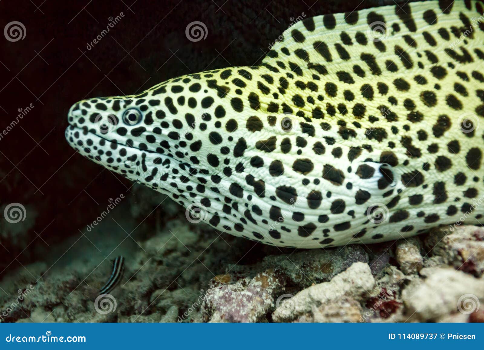 Close Up of Head on Yellow Spotted Moray Eel Stock Image - Image of ...