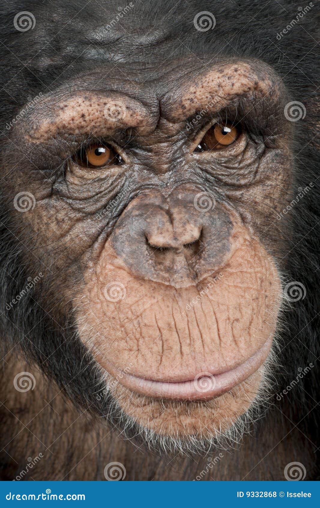 A Young Chimpanzee Walks With A Glass In His Mouth Into A Wildlife Park ...