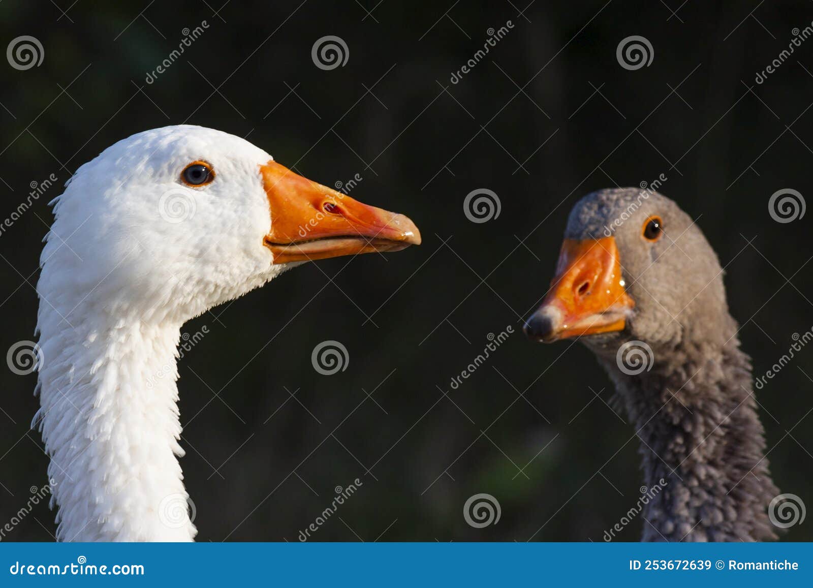 Close Up of Heads of Two Geese Stock Image - Image of farm, close ...