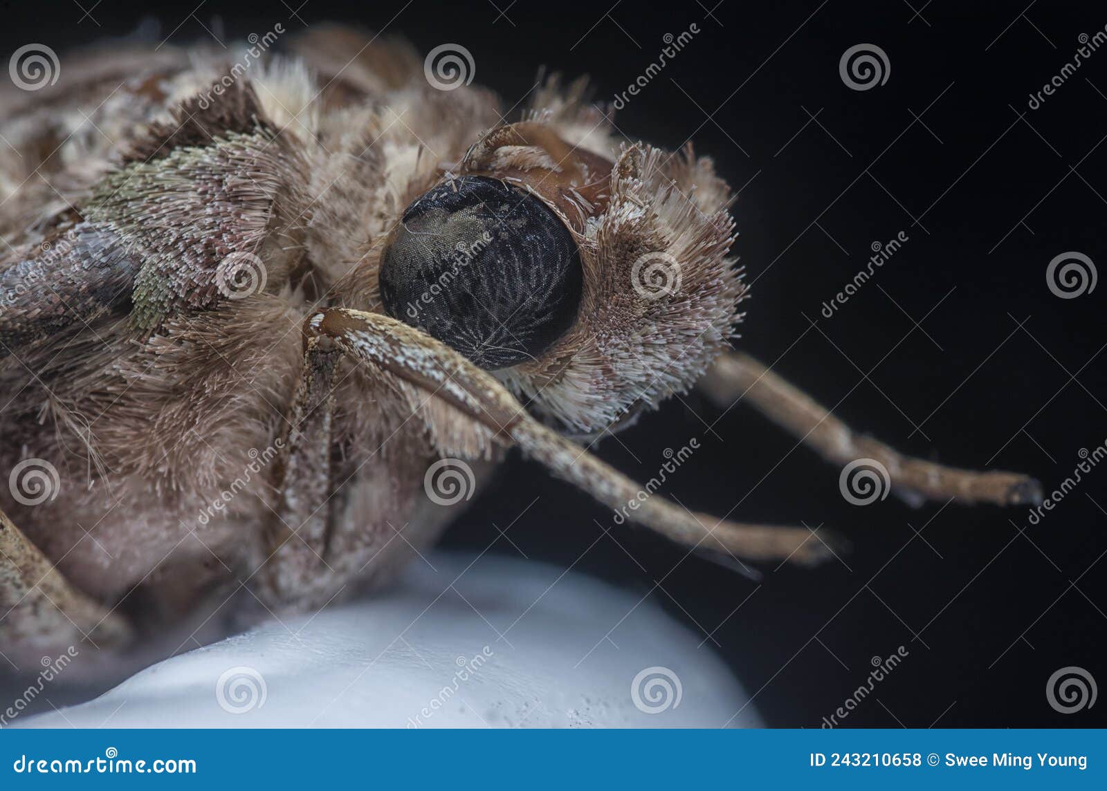 Close Up Headshot of the Common Moth. Stock Photo - Image of fauna ...