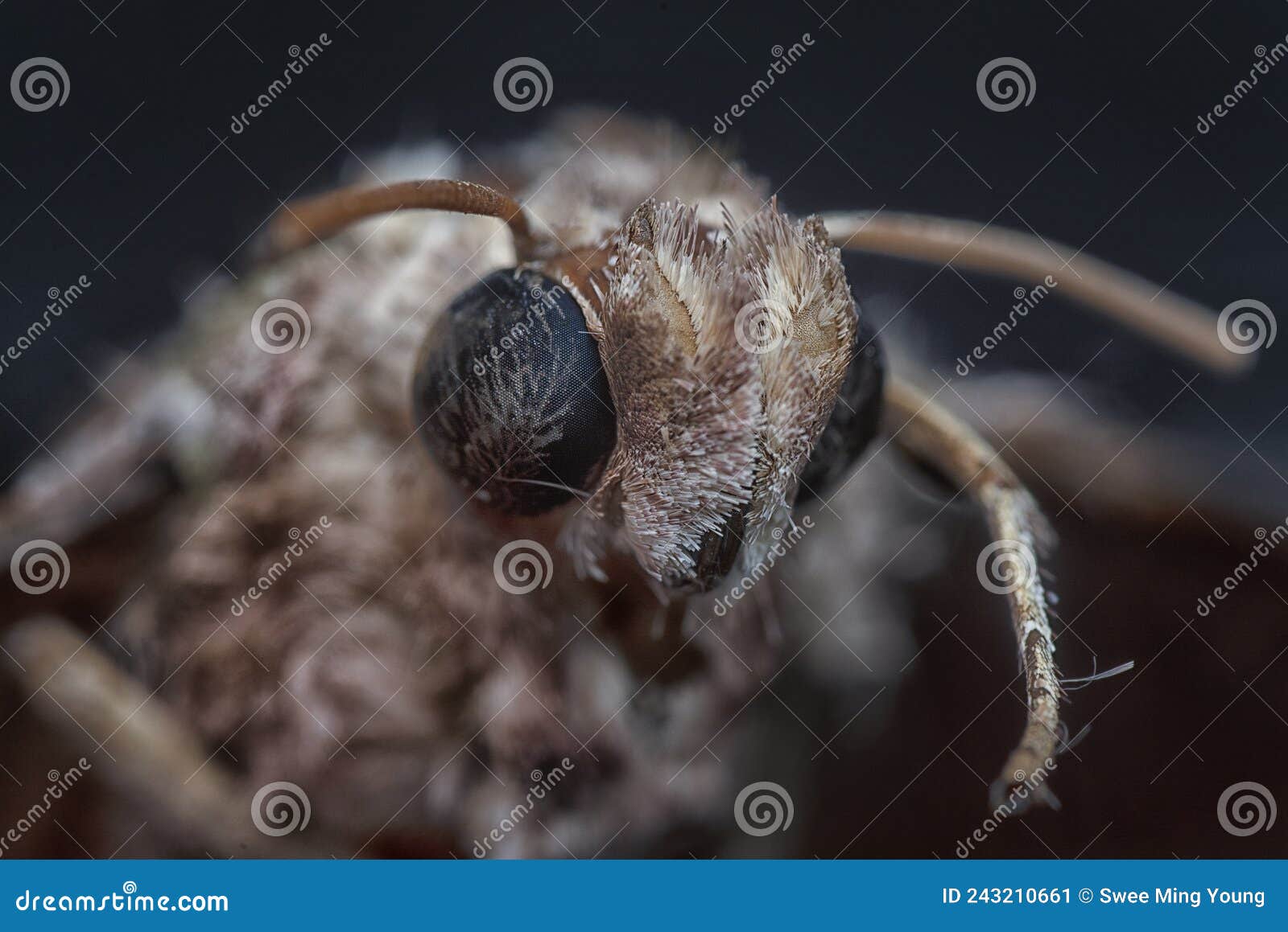 Close Up Headshot of the Common Moth. Stock Image - Image of antenna ...