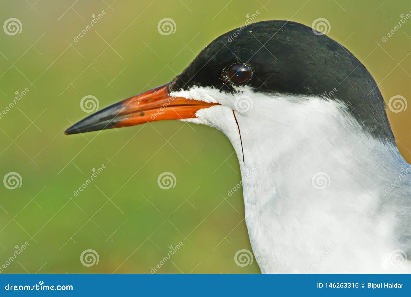 A Close-up Headshot of Common Tern Stock Photo - Image of tern ...