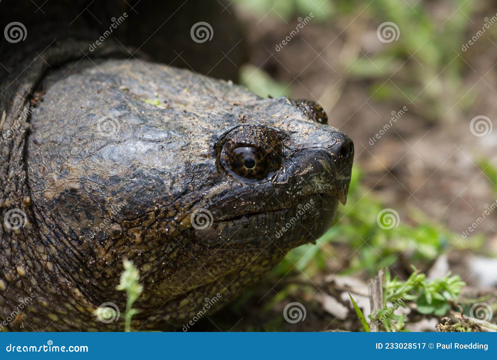 Portrait of a Large Snapping Turtle Stock Image - Image of macro, shot ...