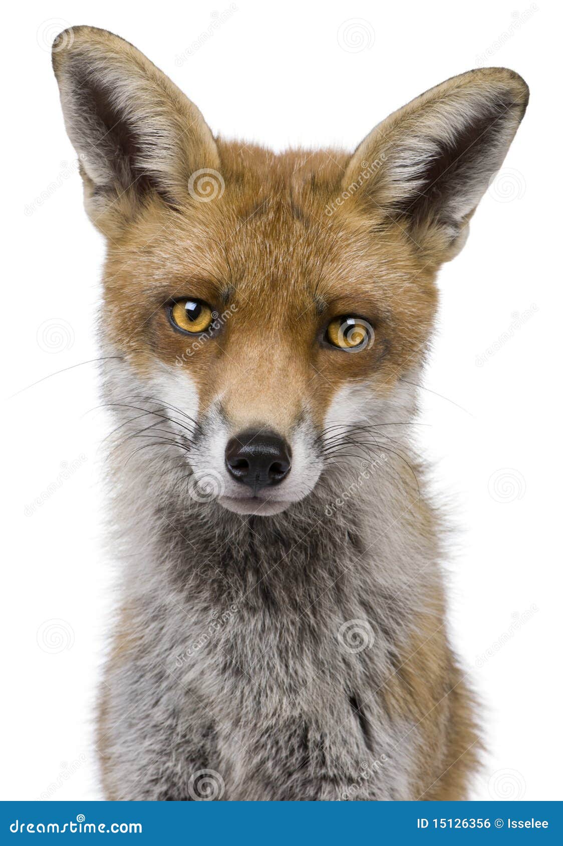 Close-up Headshot of Red Fox, 1 Year Old Stock Photo - Image of vulpes ...
