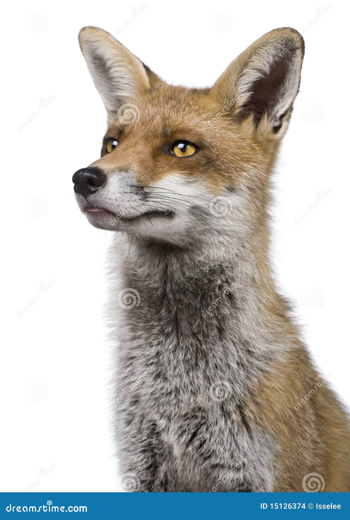 Close-up Headshot of Red Fox, 1 Year Old Stock Photo - Image of alert ...