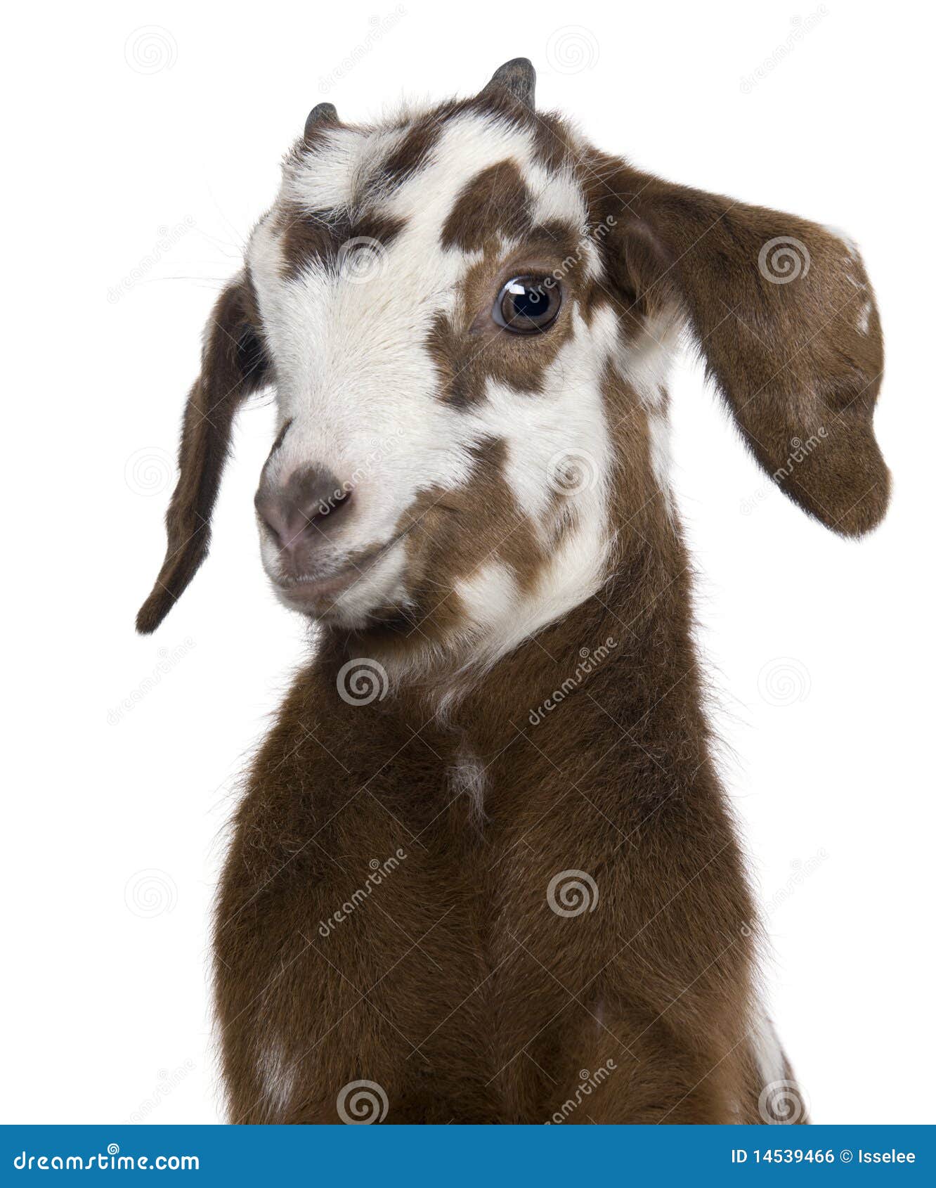 Close-up Headshot Rove Goat Kid, 3 Weeks Old Stock Photo - Image of ...