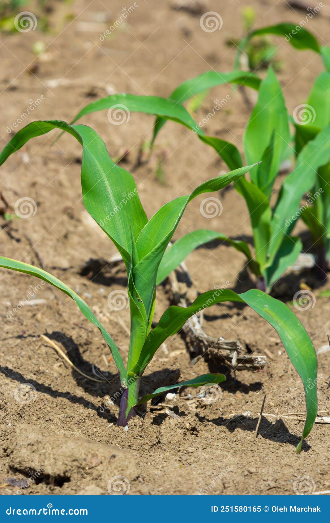 Close Up of a Healthy Young Cornstalk in a Cornfield with Soil Dry and ...
