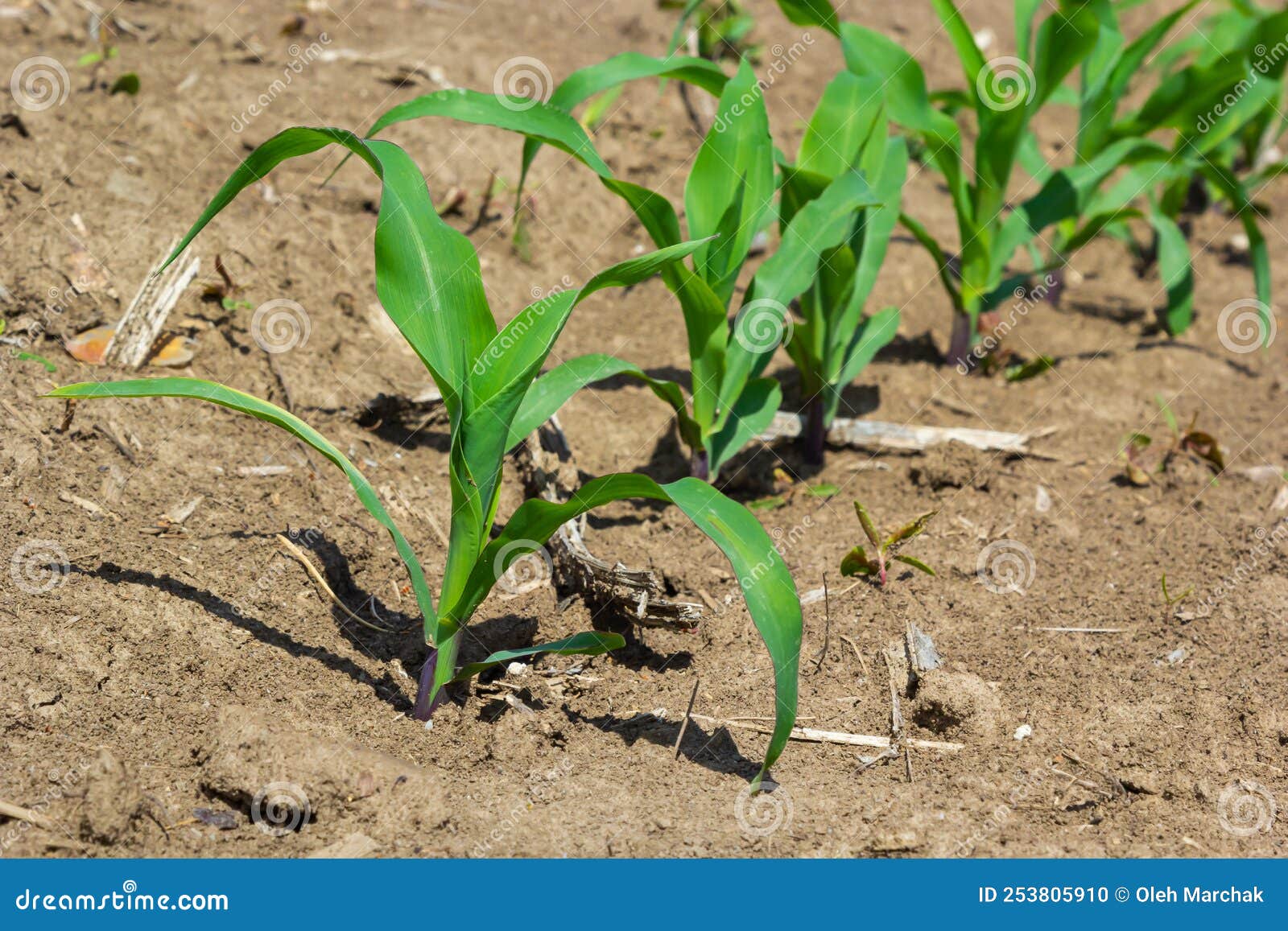 Close Up of a Healthy Young Cornstalk in a Cornfield with Soil Dry and ...