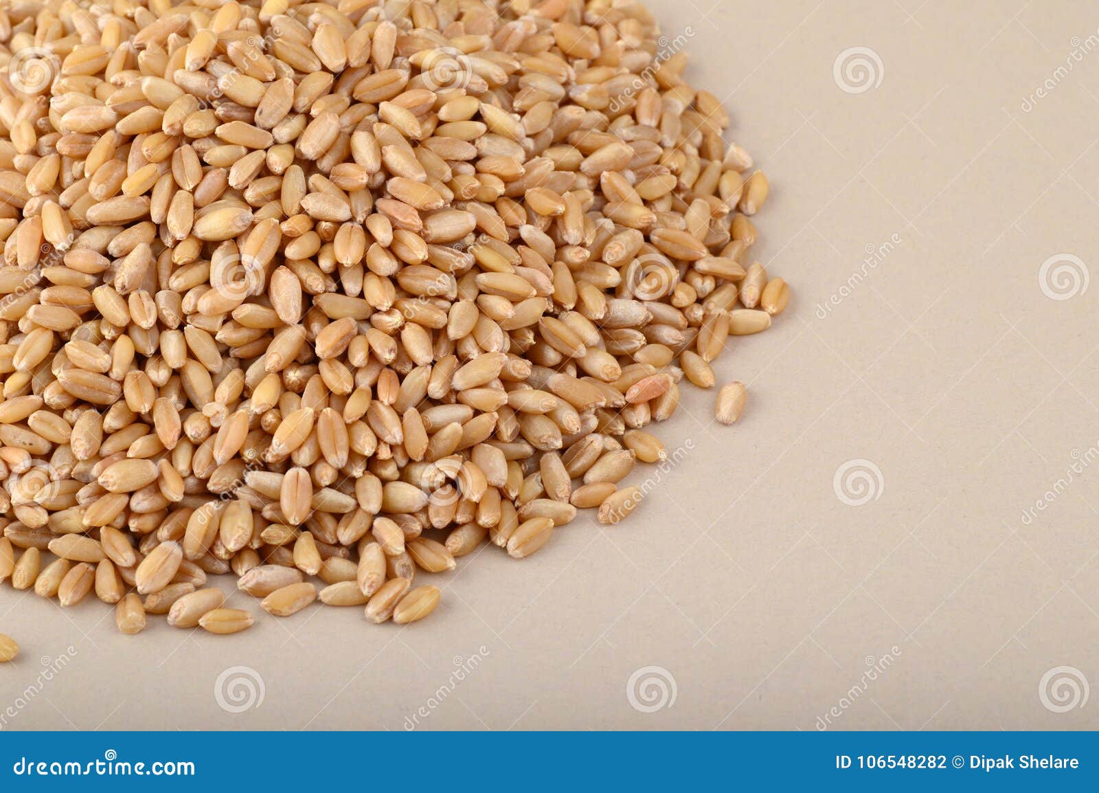 Close Up Heap of Wheat Grains Stock Photo - Image of field, gold: 106548282