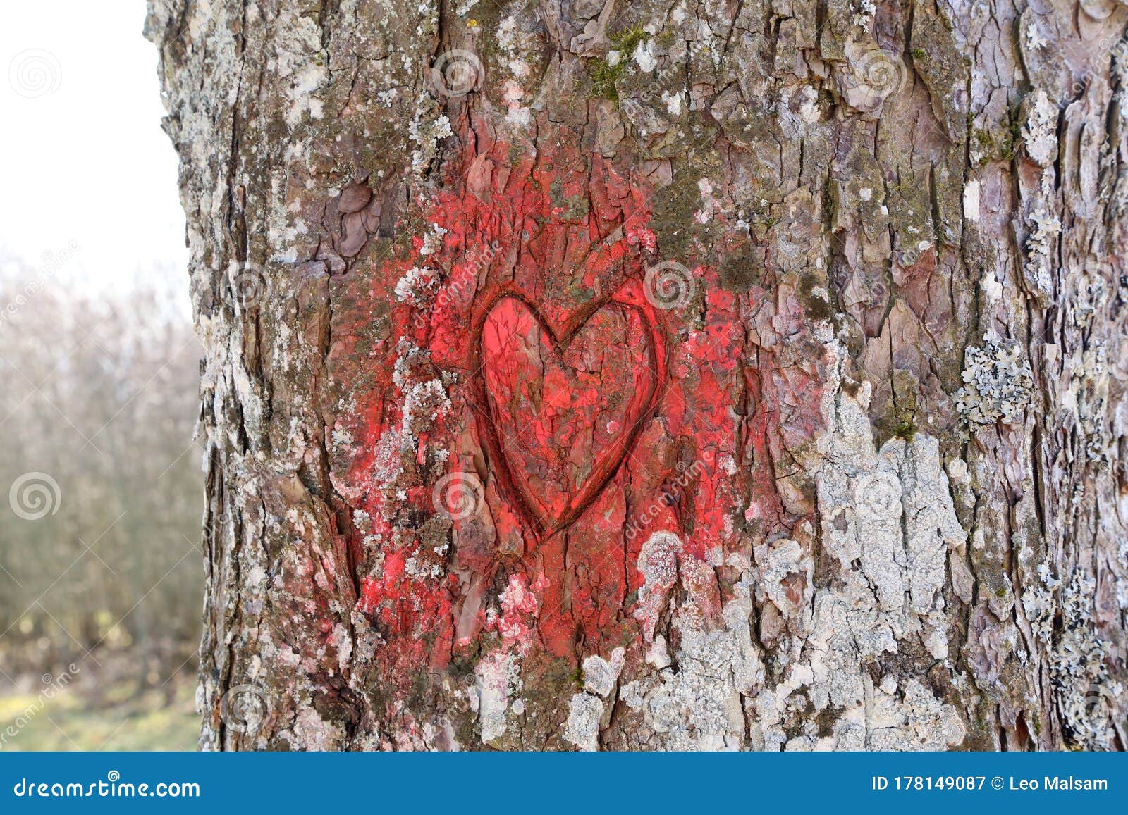 Close-up of a Heart Carved on a Tree Stock Image - Image of valentine ...