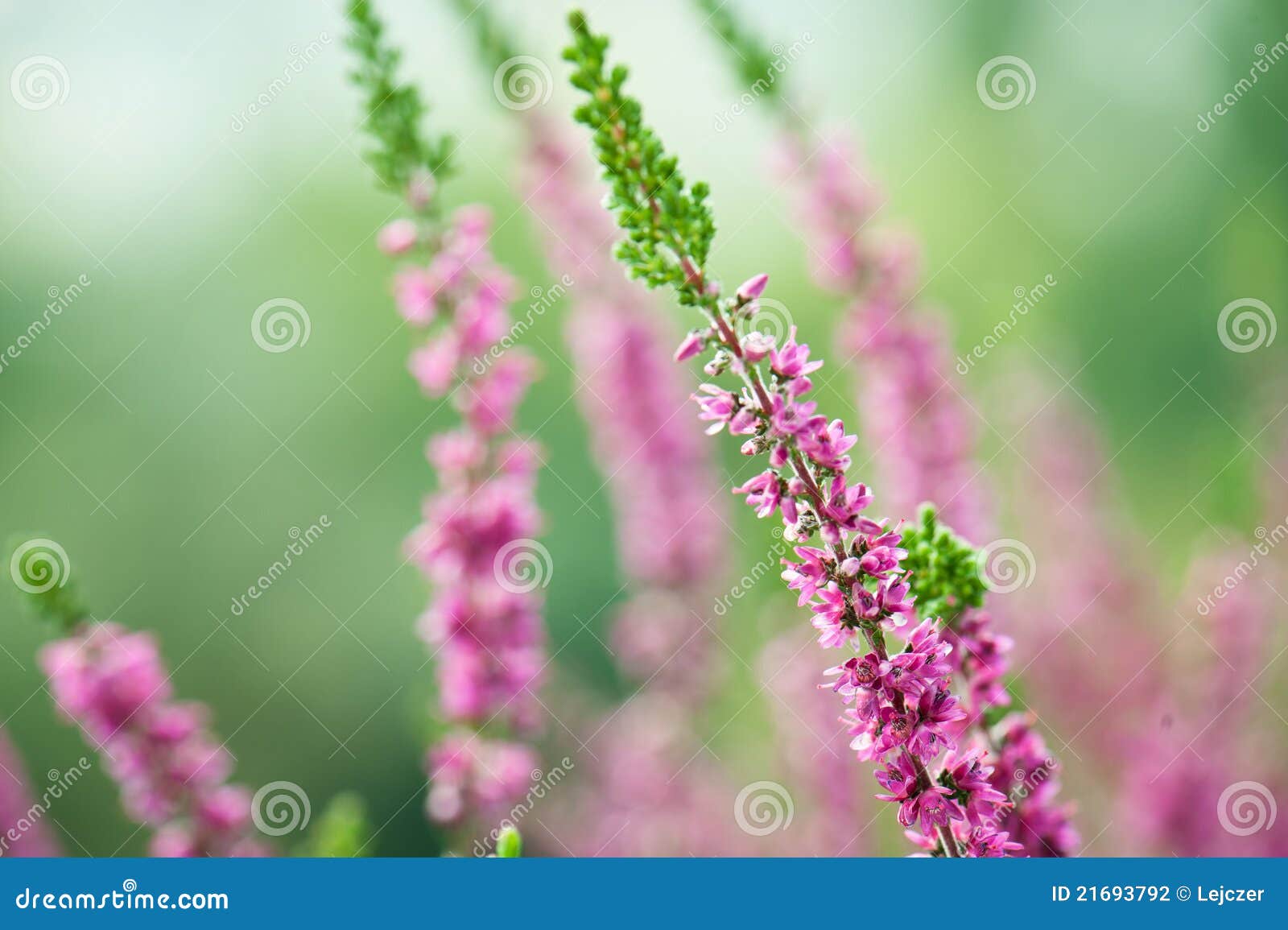 Close-up of Heathers, Calluna Vulgaris Stock Photo - Image of nature ...