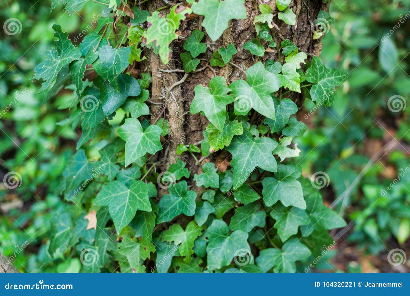 Close-up of Hedera Helix or Common Ivy Leaves Stock Image - Image of ...