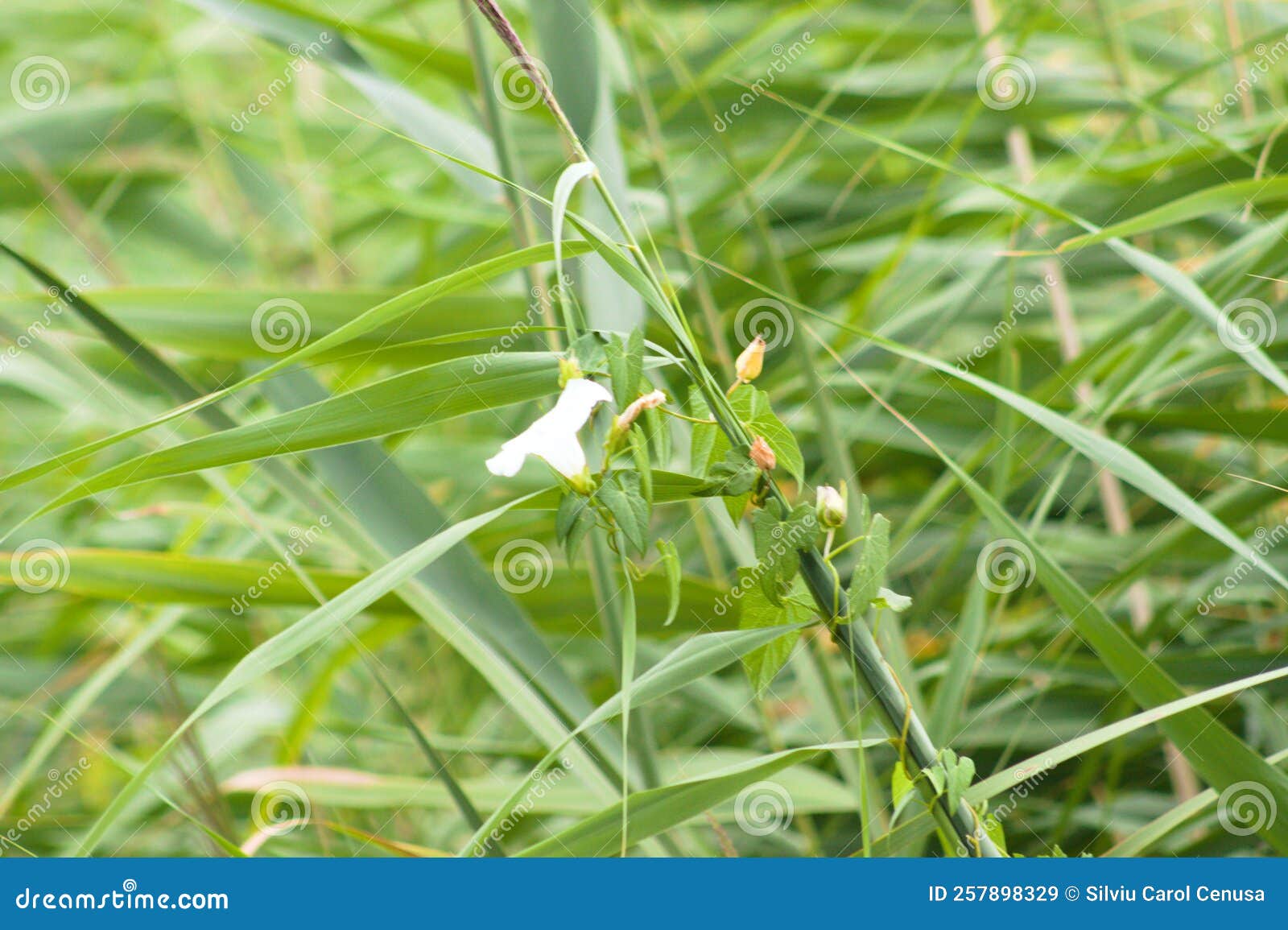 Closeup of Hedge Bindweed on Common Reed with Selective Focus on ...