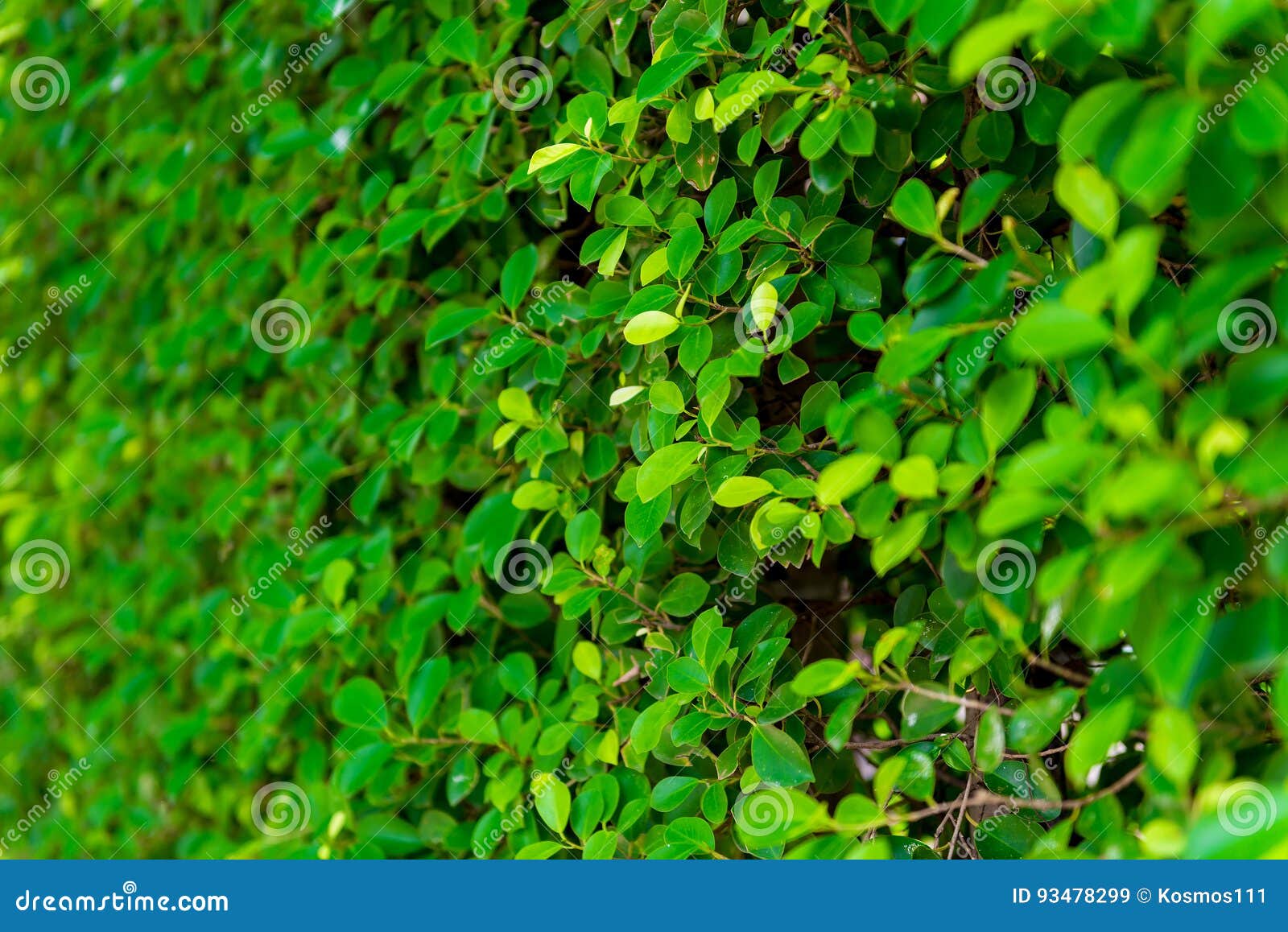 Close-up of a Hedge on the Wall, Green Leaves of Bush Stock Image ...